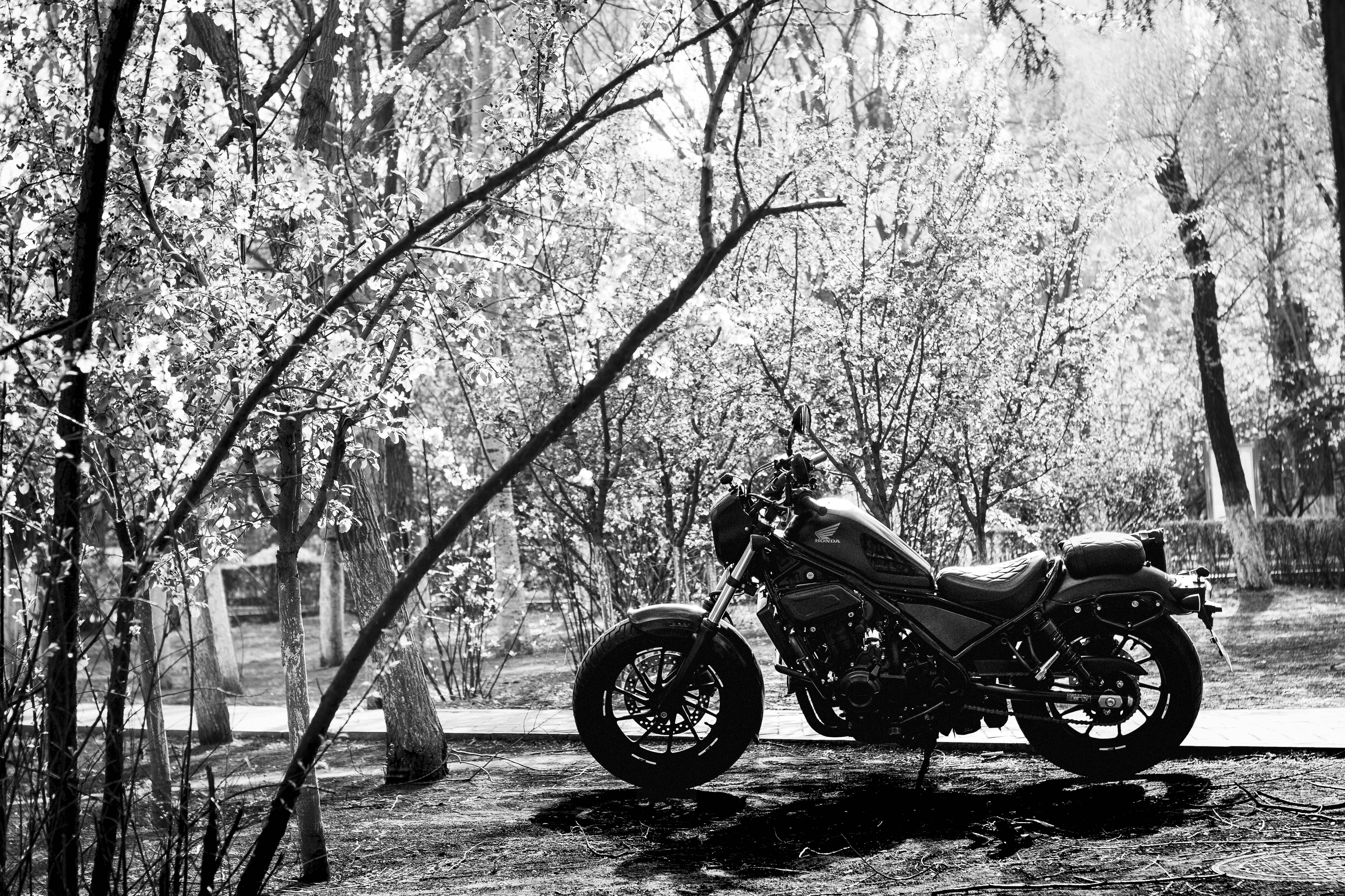A black and white photo of a motorcycle parked in the woods photo ...