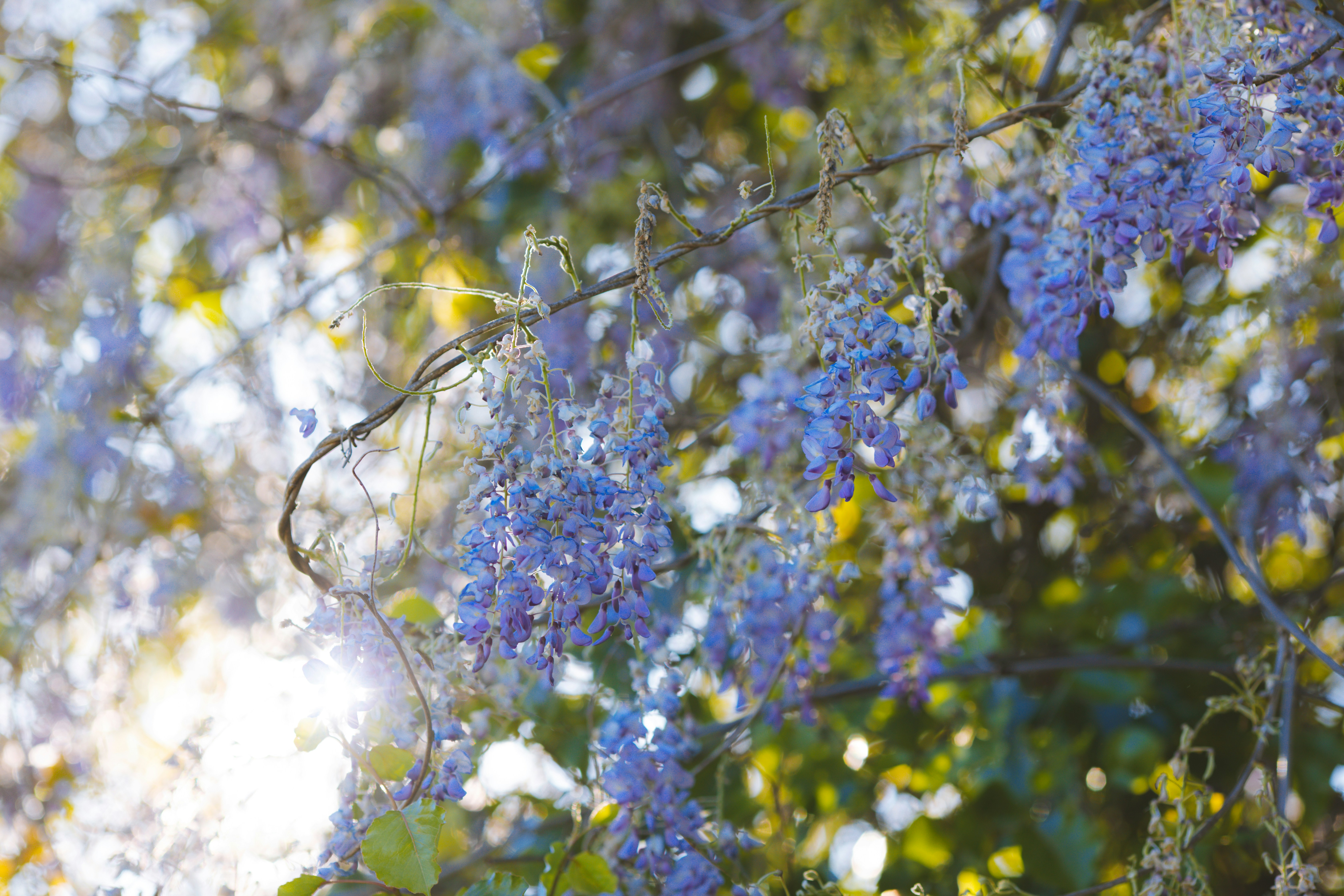 A bunch of blue flowers hanging from a tree photo – Free Flower Image ...