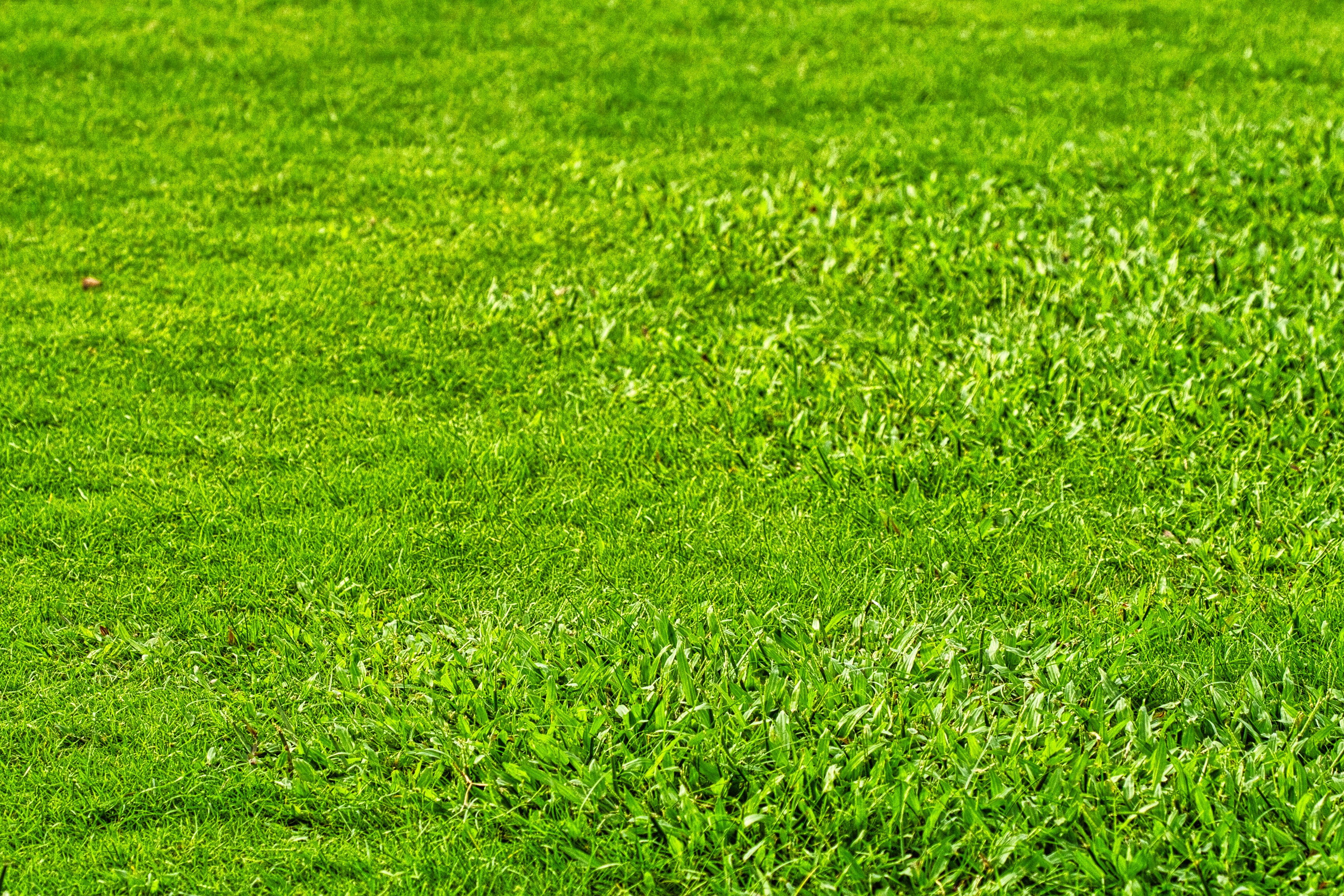 Vibrant green grass covering the ground, showcasing a healthy and well-maintained lawn.