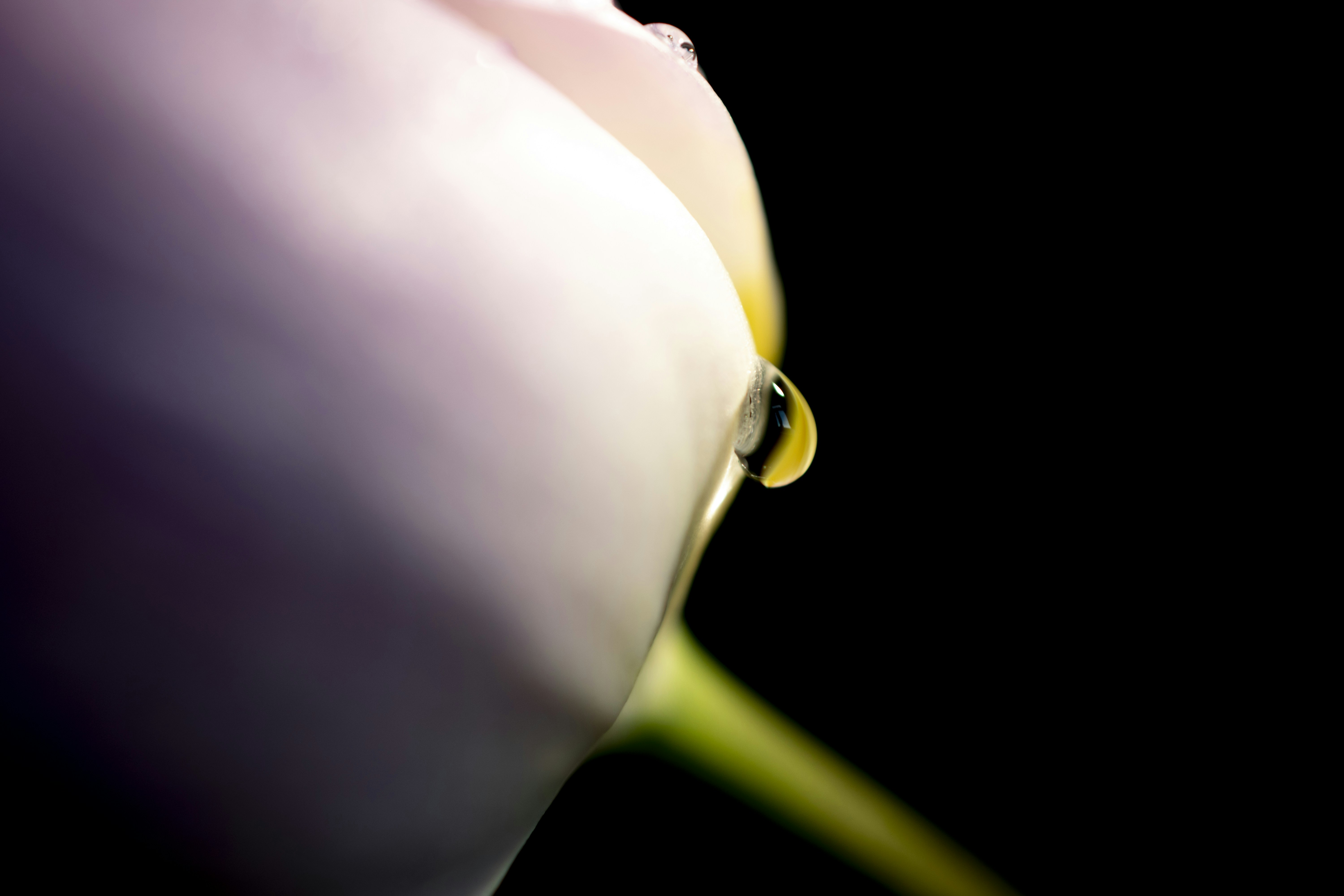 Photo by Peter Devlin with Nikon D5300