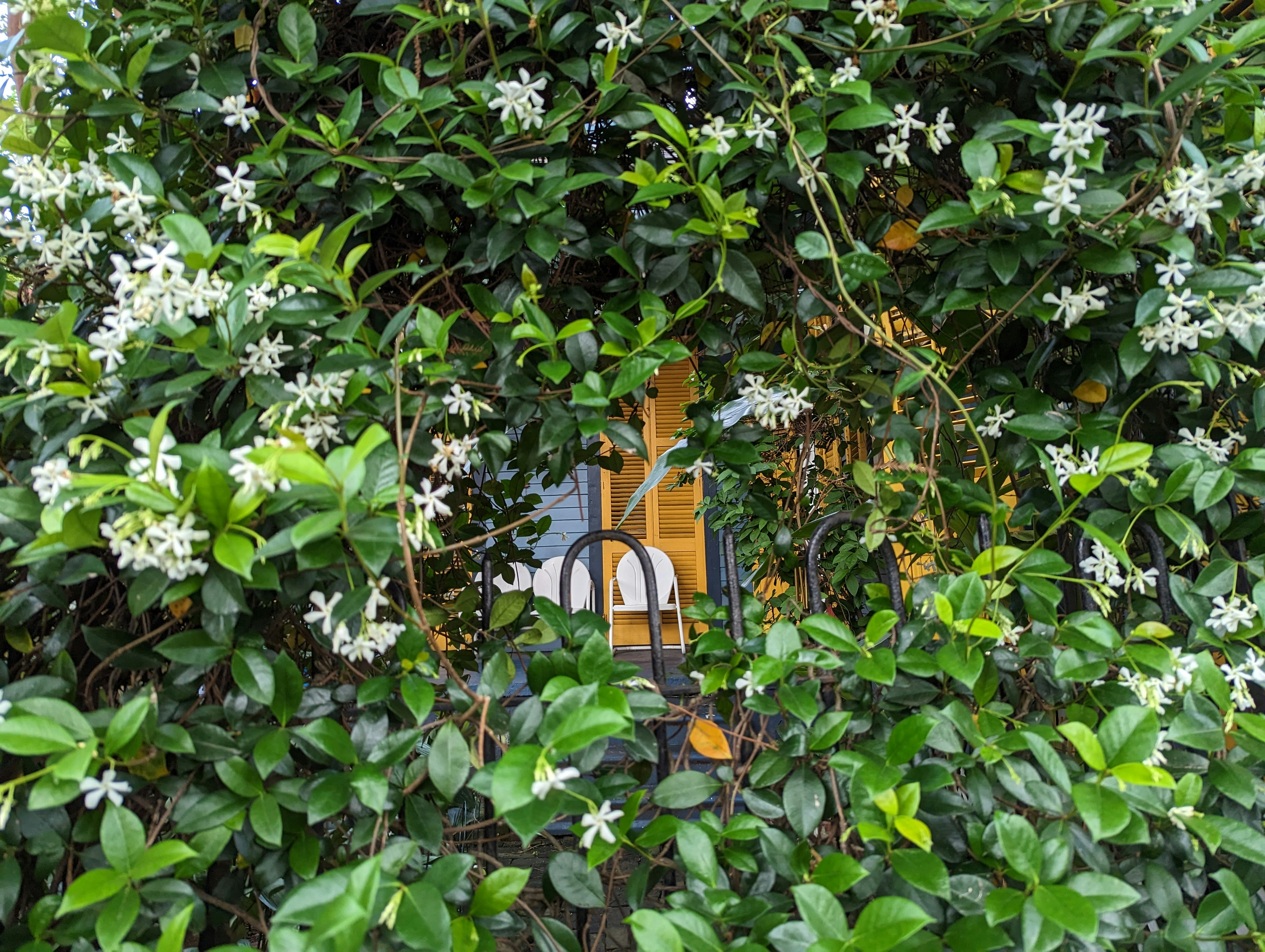 A window surrounded by green leaves and white flowers photo – Free New ...