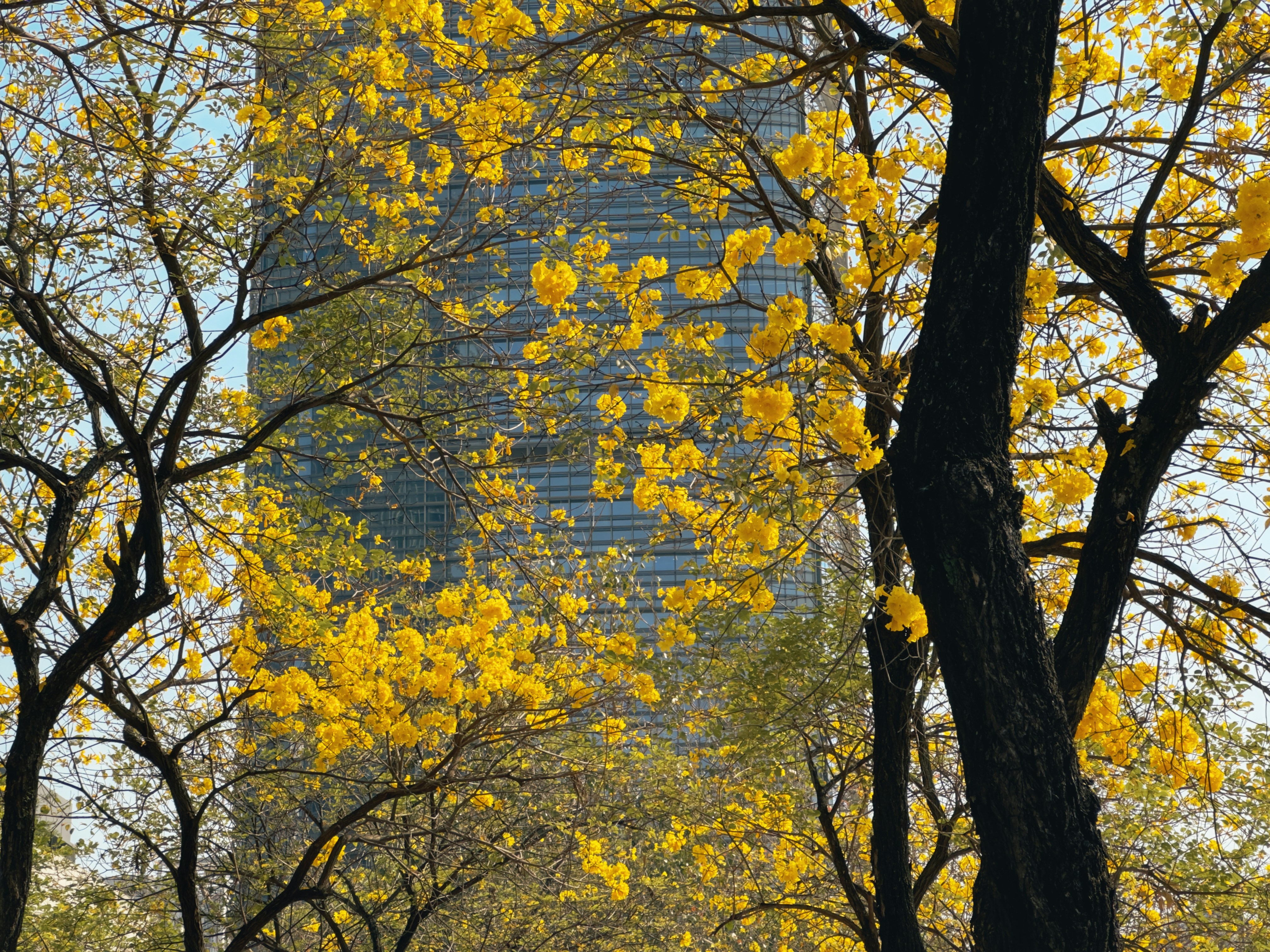 A tall building surrounded by trees with yellow leaves photo – Free ...