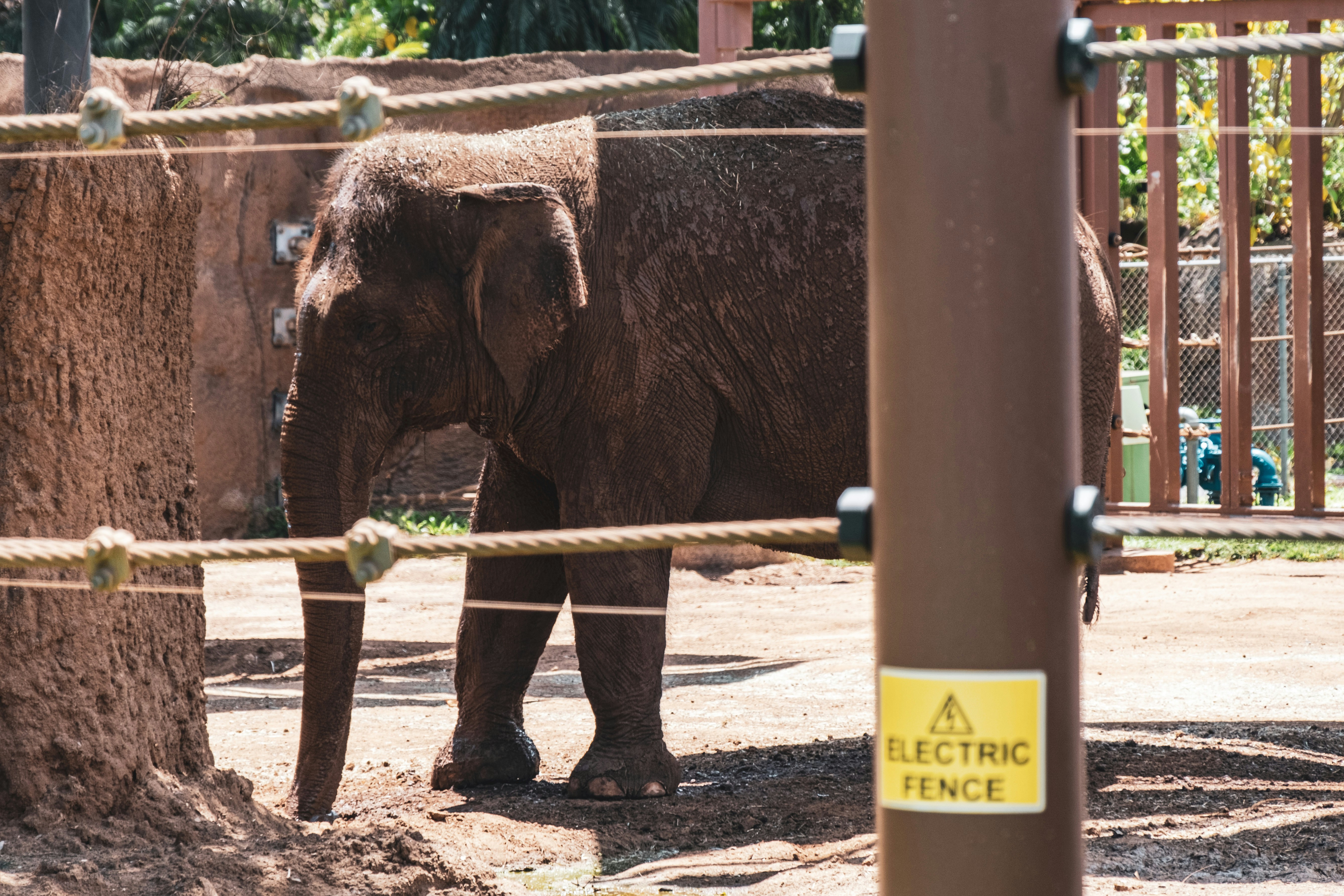 Between Cables and Light: An Elephant in the Zoo Enclosure