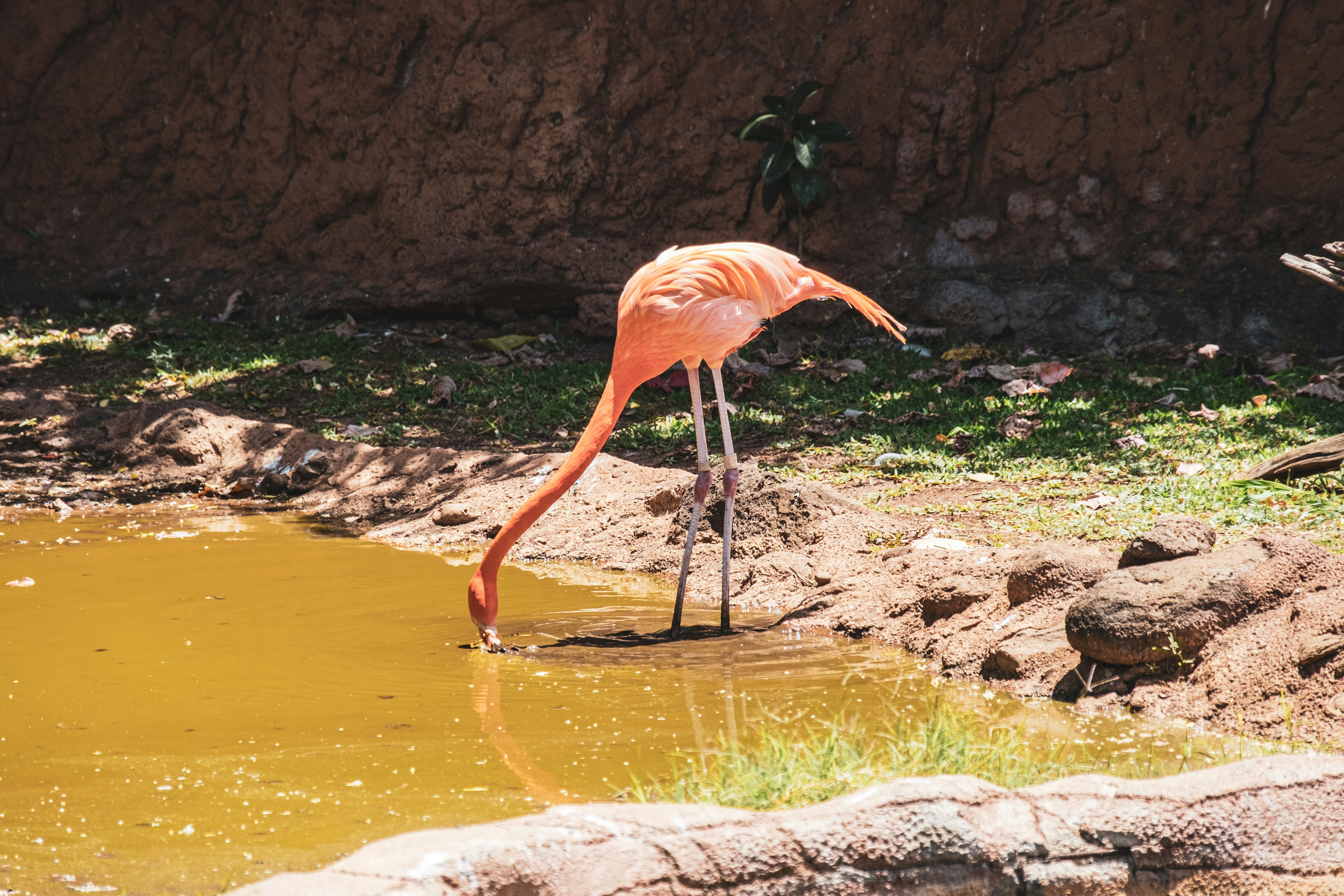 a pink flamingo standing in a pool of water