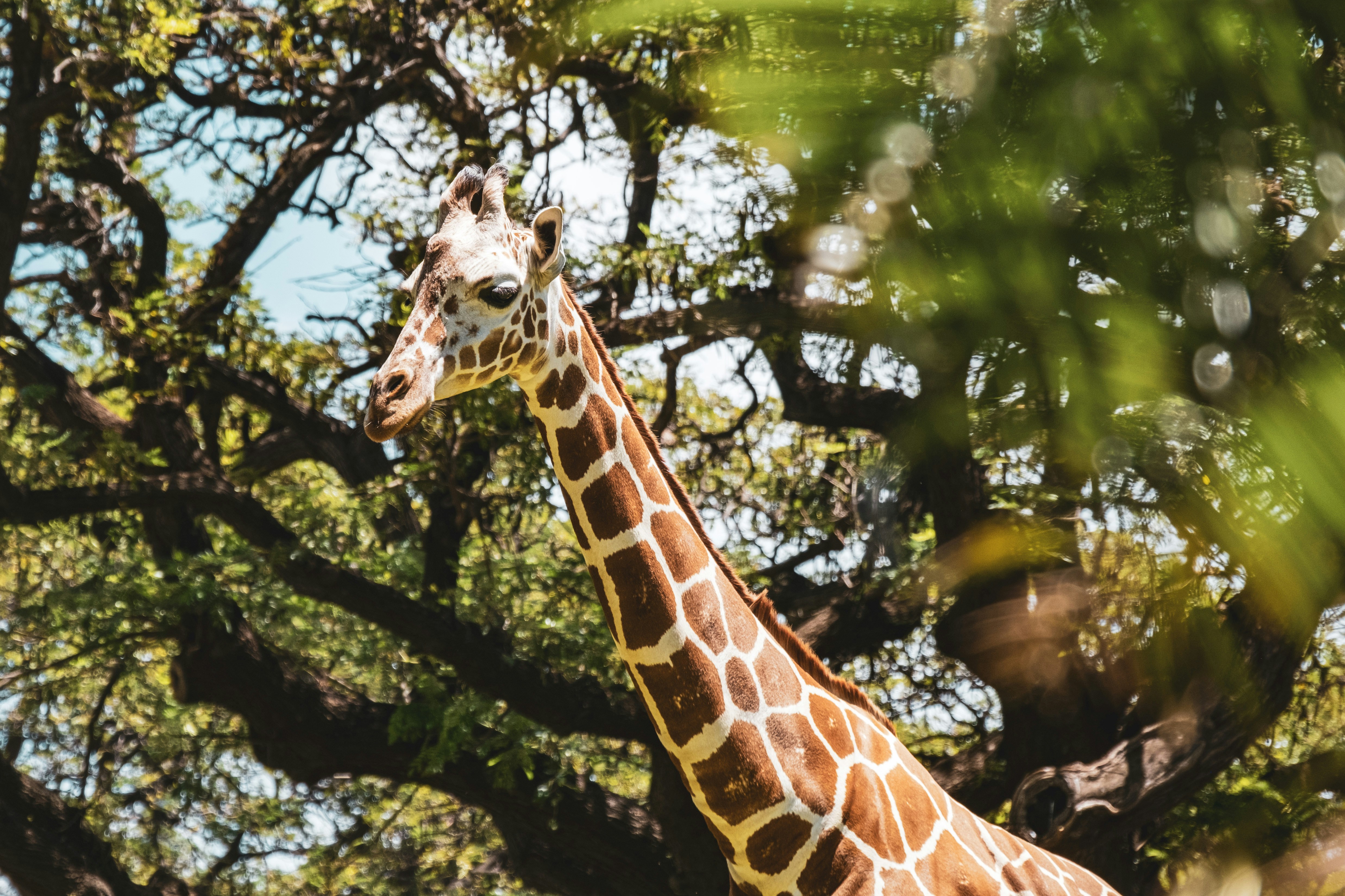 Neck in Sunlight: Giraffe Peering Through a Lace of Leaves