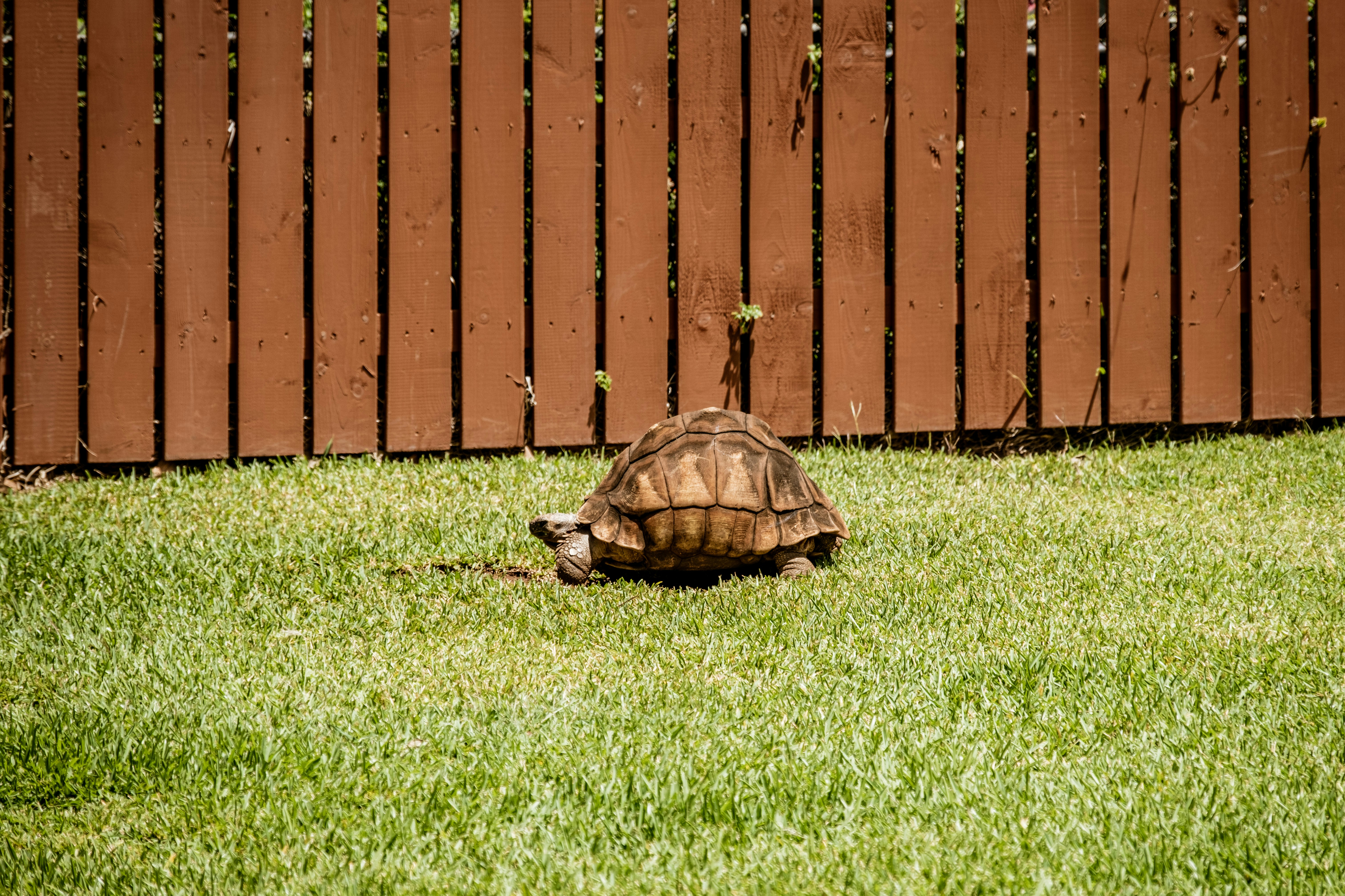 A tortoise crawling in the grass in front of a fence photo – Free ...
