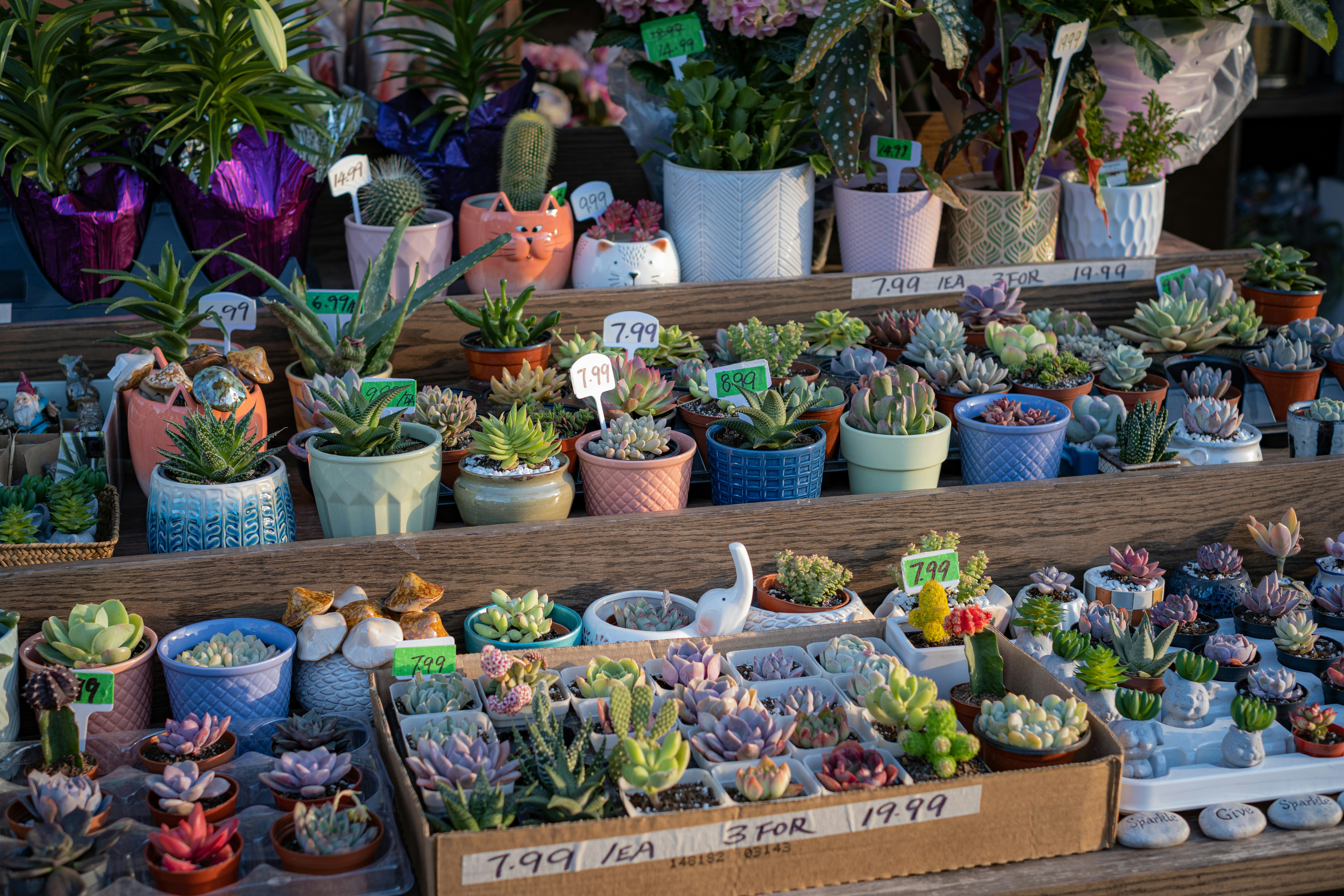 All sorts of succulent plants