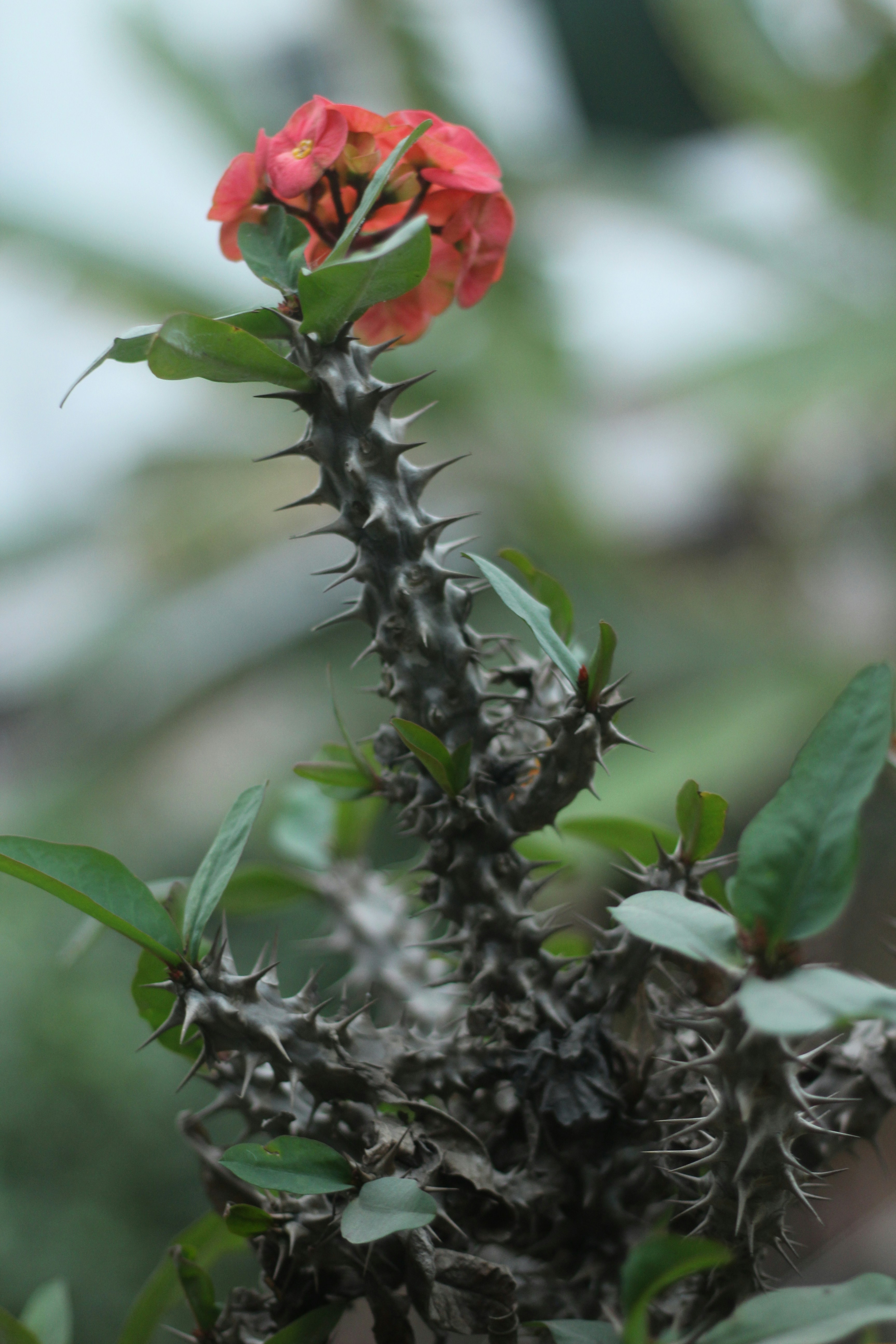 Flowers and thorns along the path of love to the Cinque Terre, Liguria, Italy 1