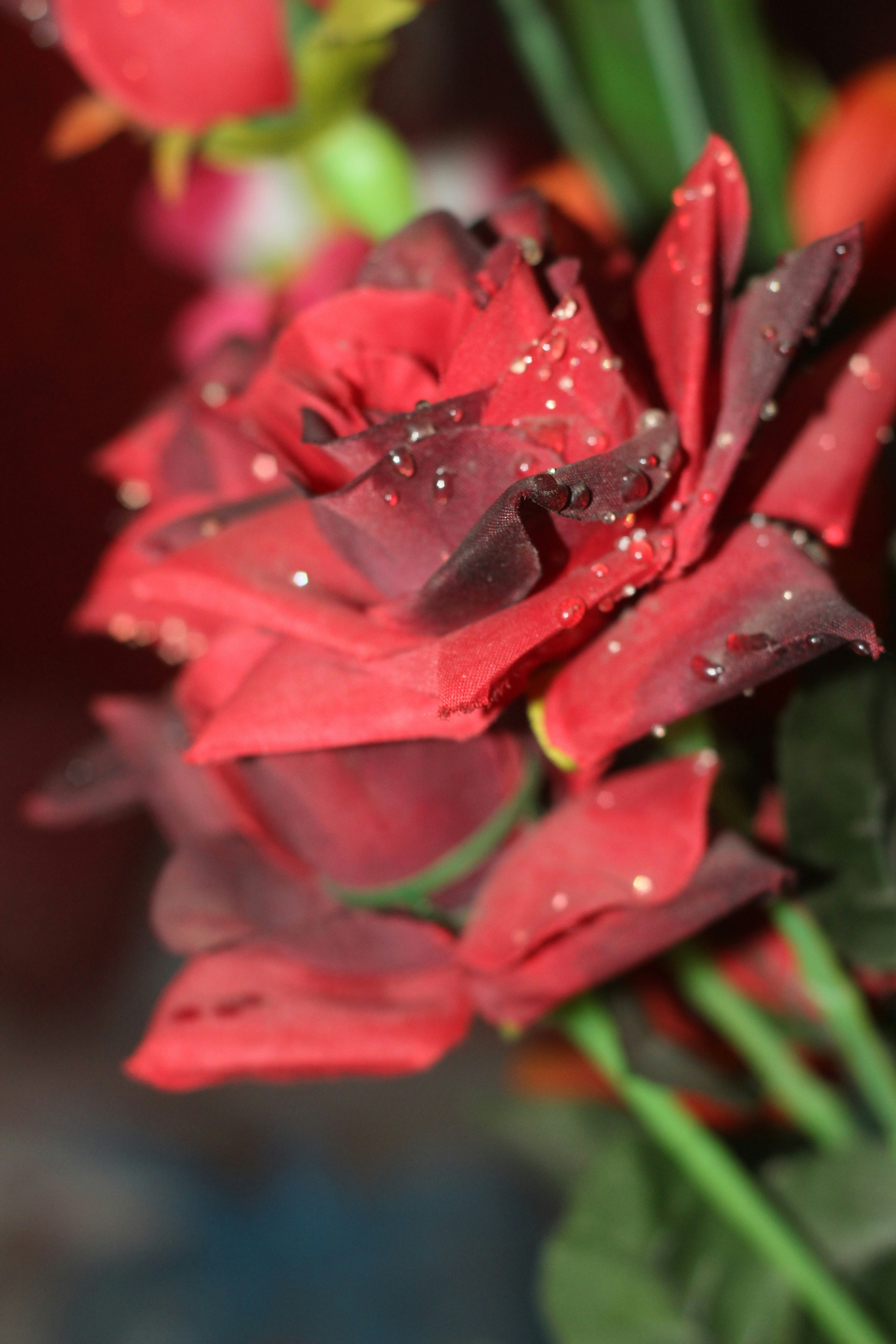 Crimson Rose in Focus: Dew-Kissed Petals Framed by Velvet Shadows