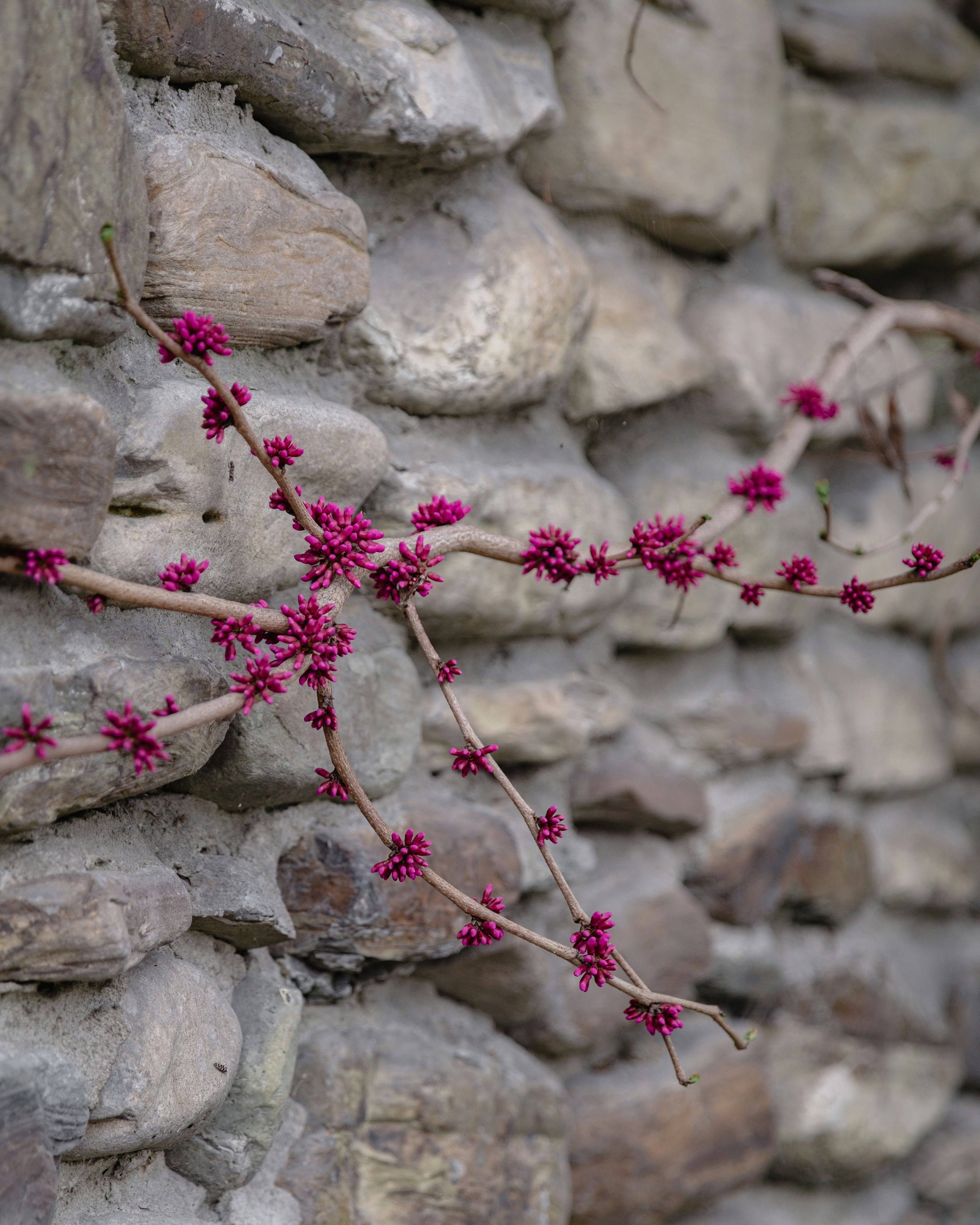A branch of a flowering plant on a wall background