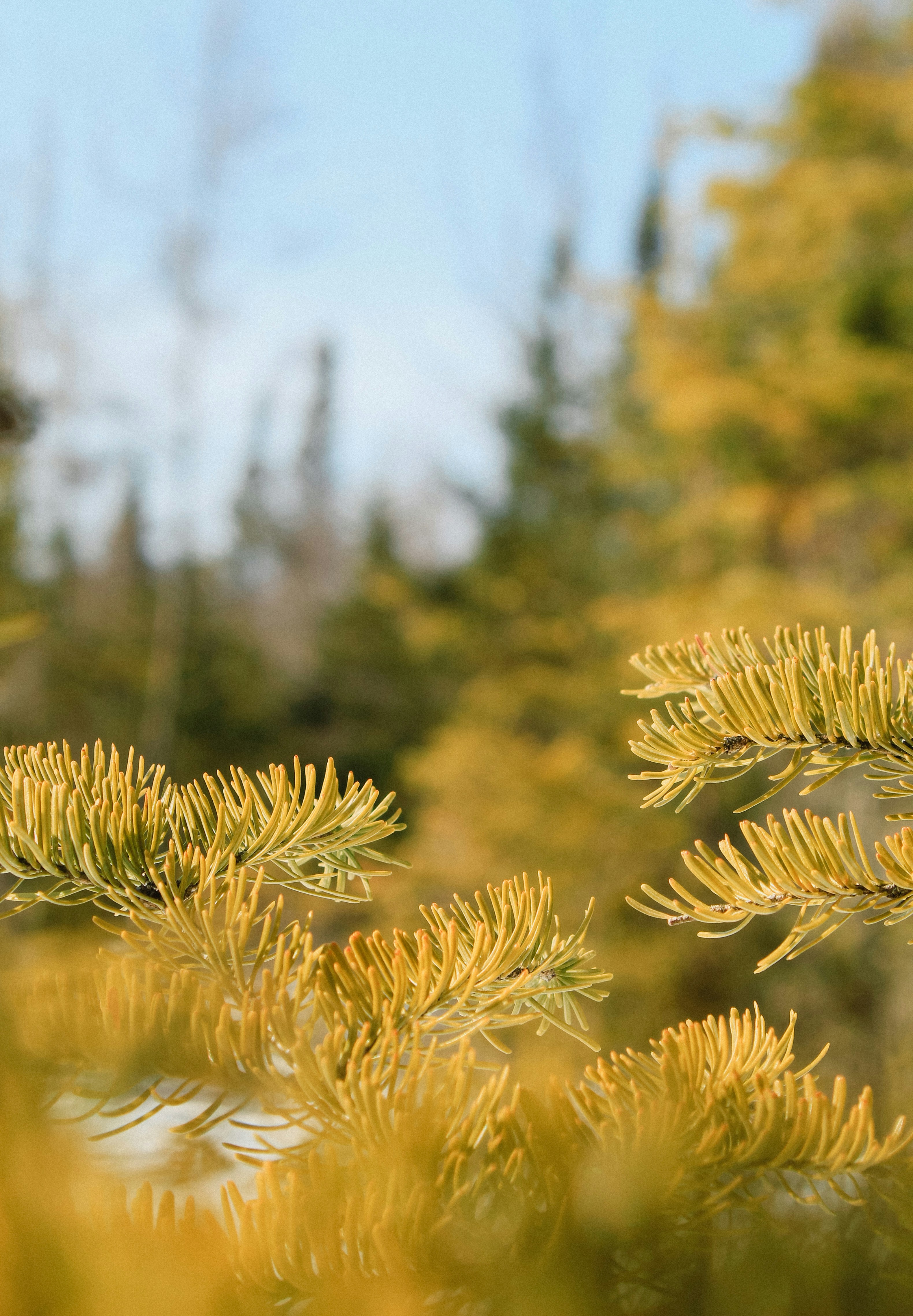 Golden Sprigs in Focus: Autumn Pines Framing a Quiet Dawn