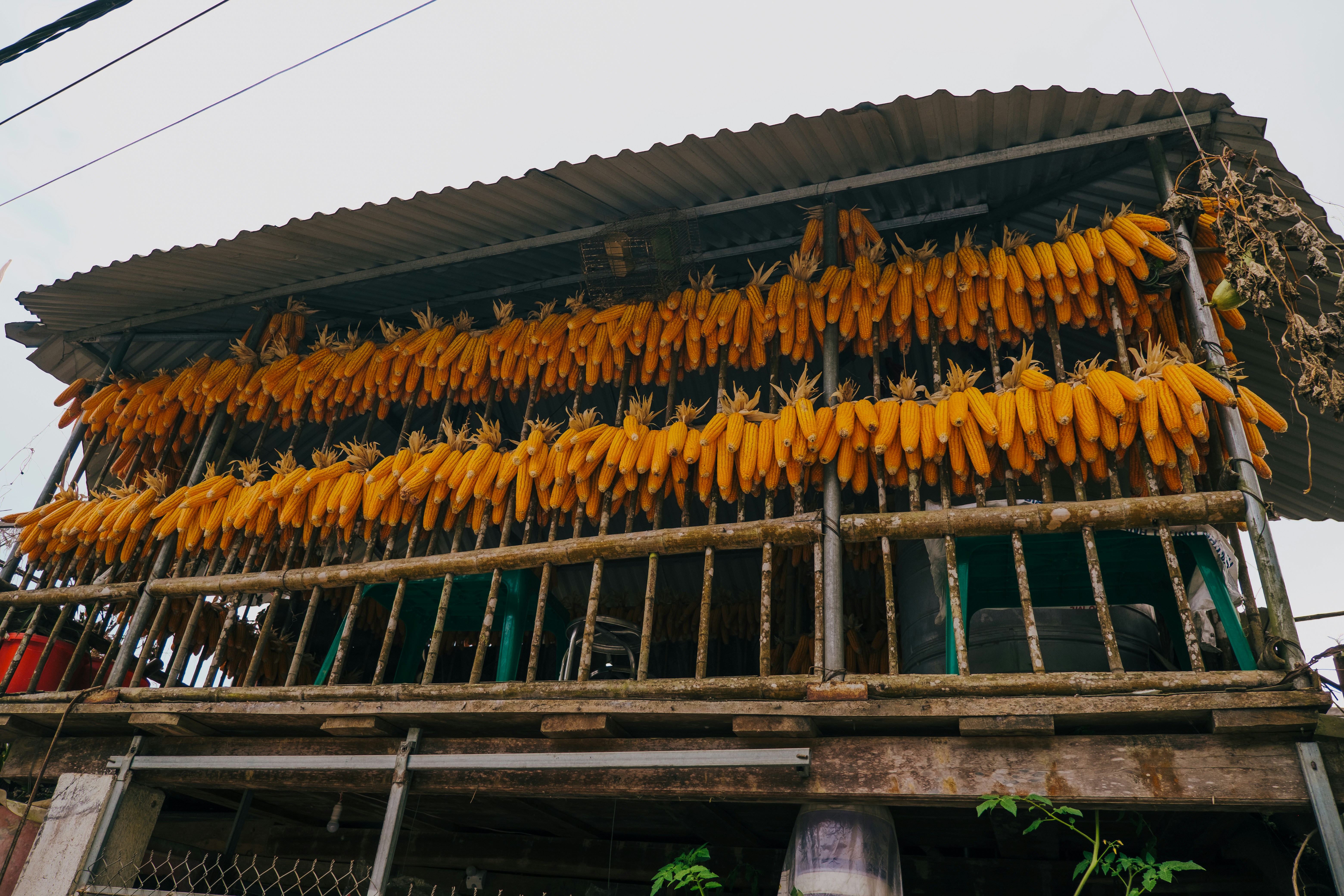 A bunch of bananas are hanging from a building photo – Free Vietnam ...