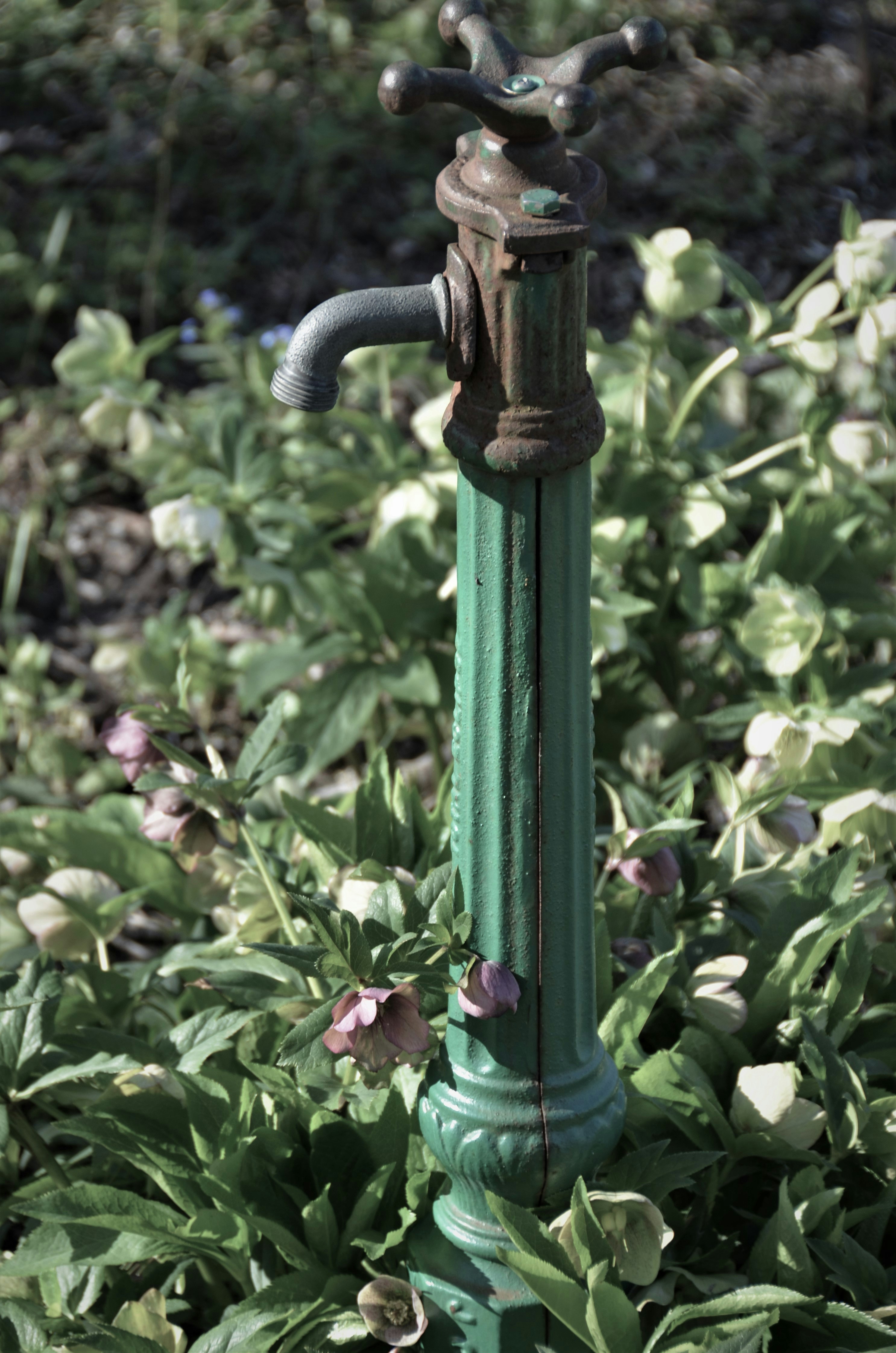 A green fire hydrant sitting in the middle of a lush green field photo ...