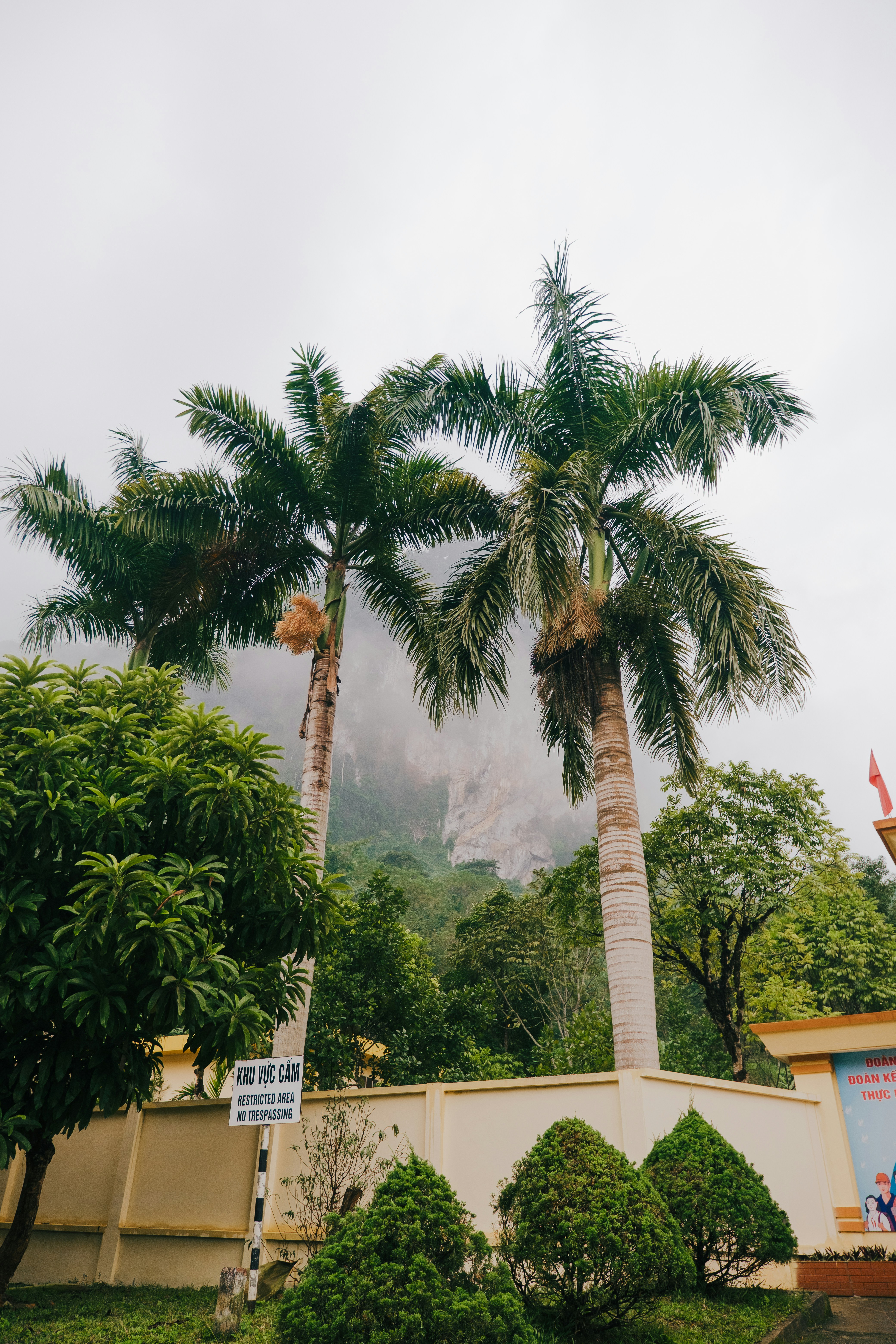 a couple of palm trees sitting next to each other