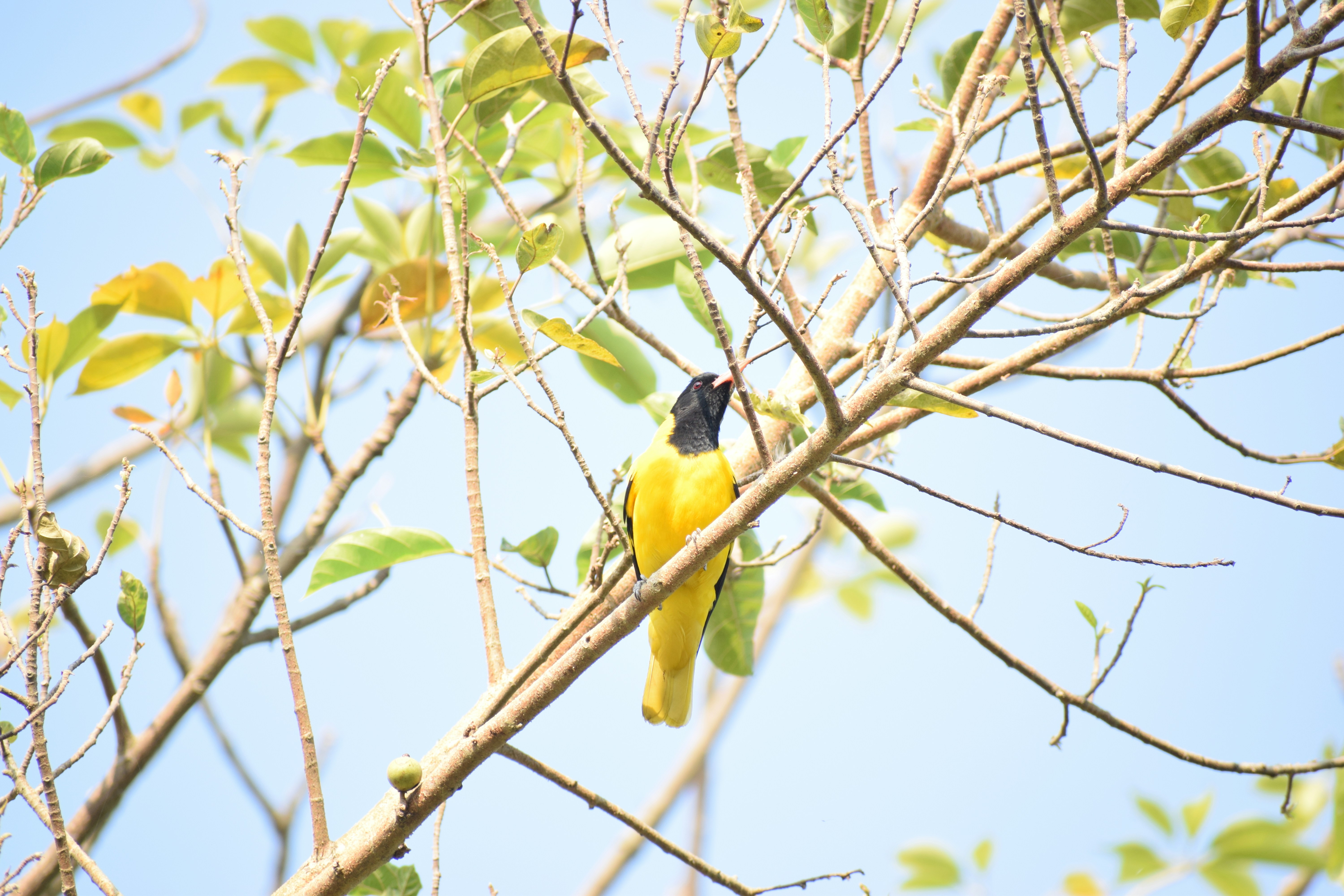 Photo by Amit Rai with Nikon D3300