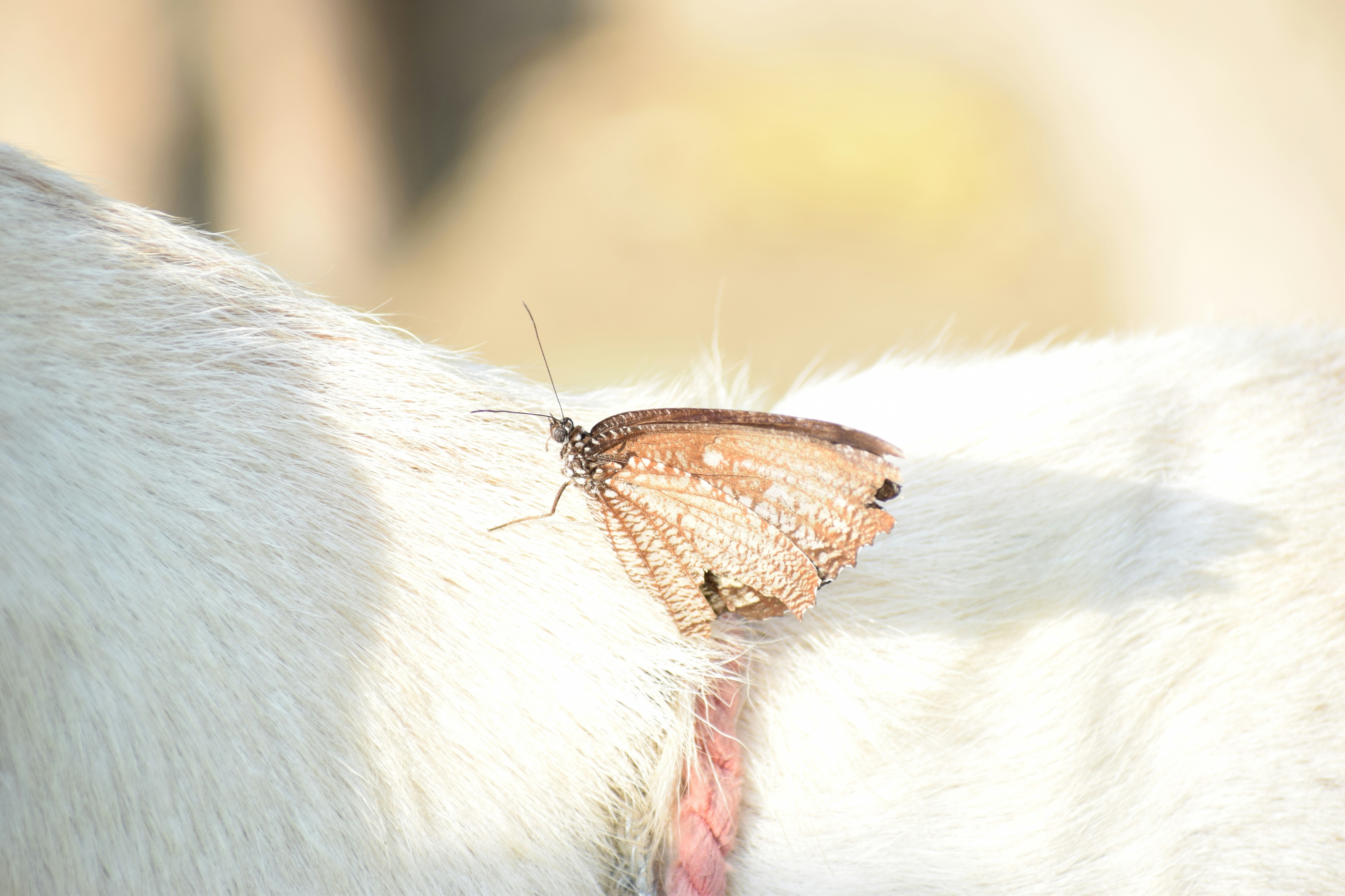 Whisper of Wings on White Velvet