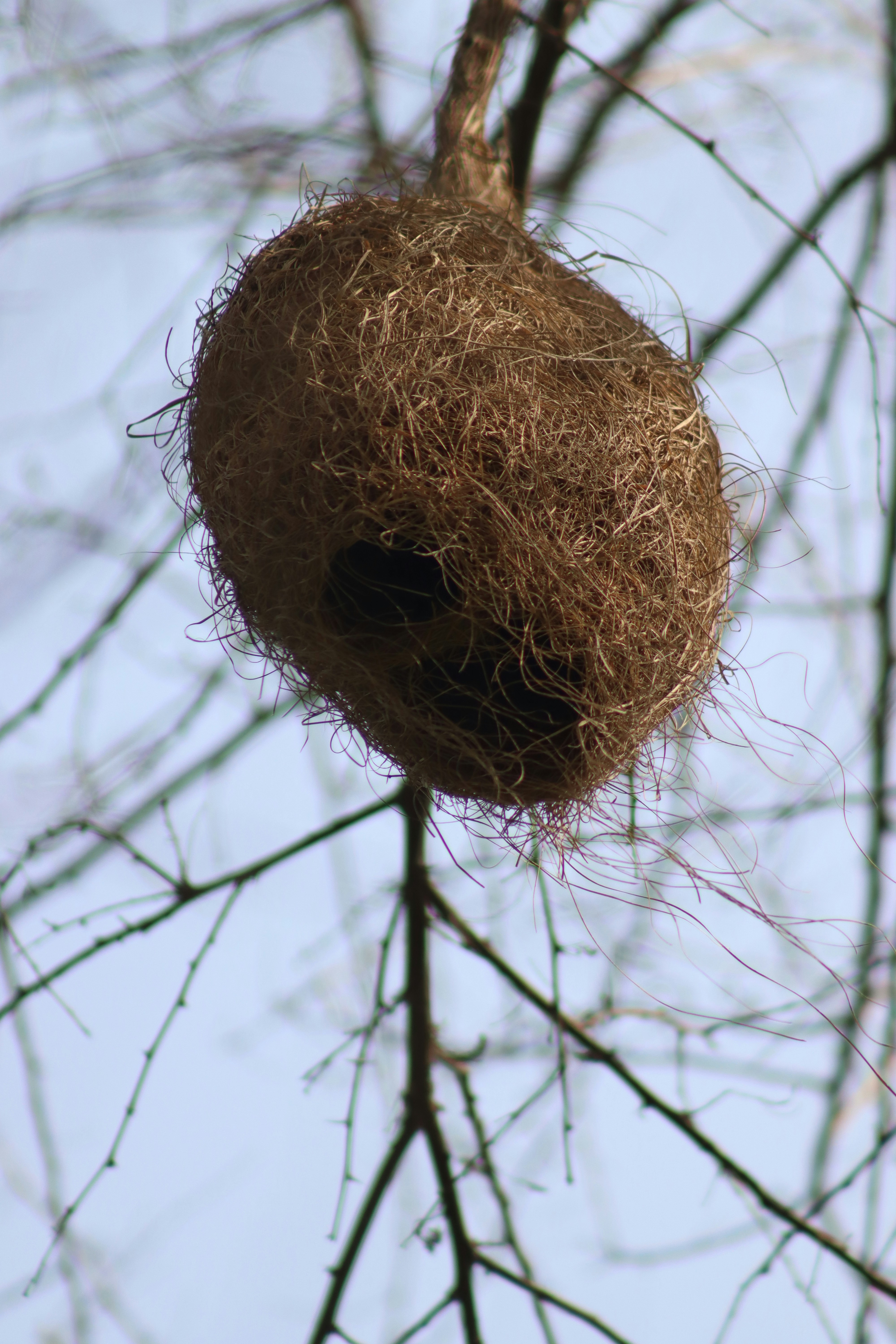10 Animals That Build Complex Nests for Their Offspring - Animals ...