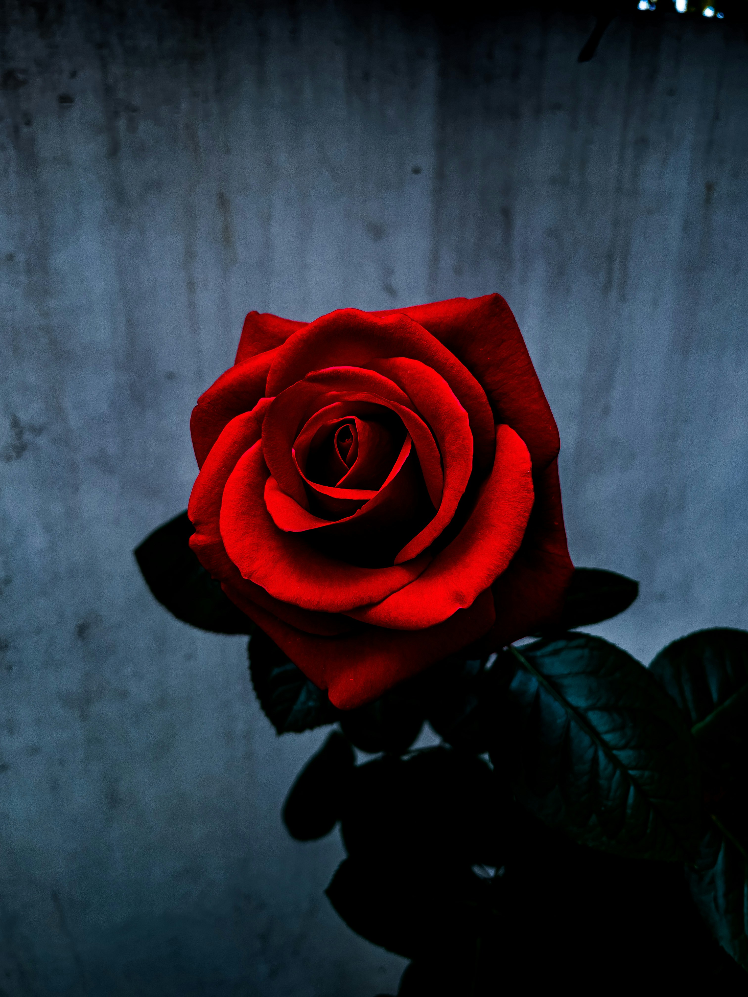 A single red rose sitting on top of a table photo – Free Earth Image on ...