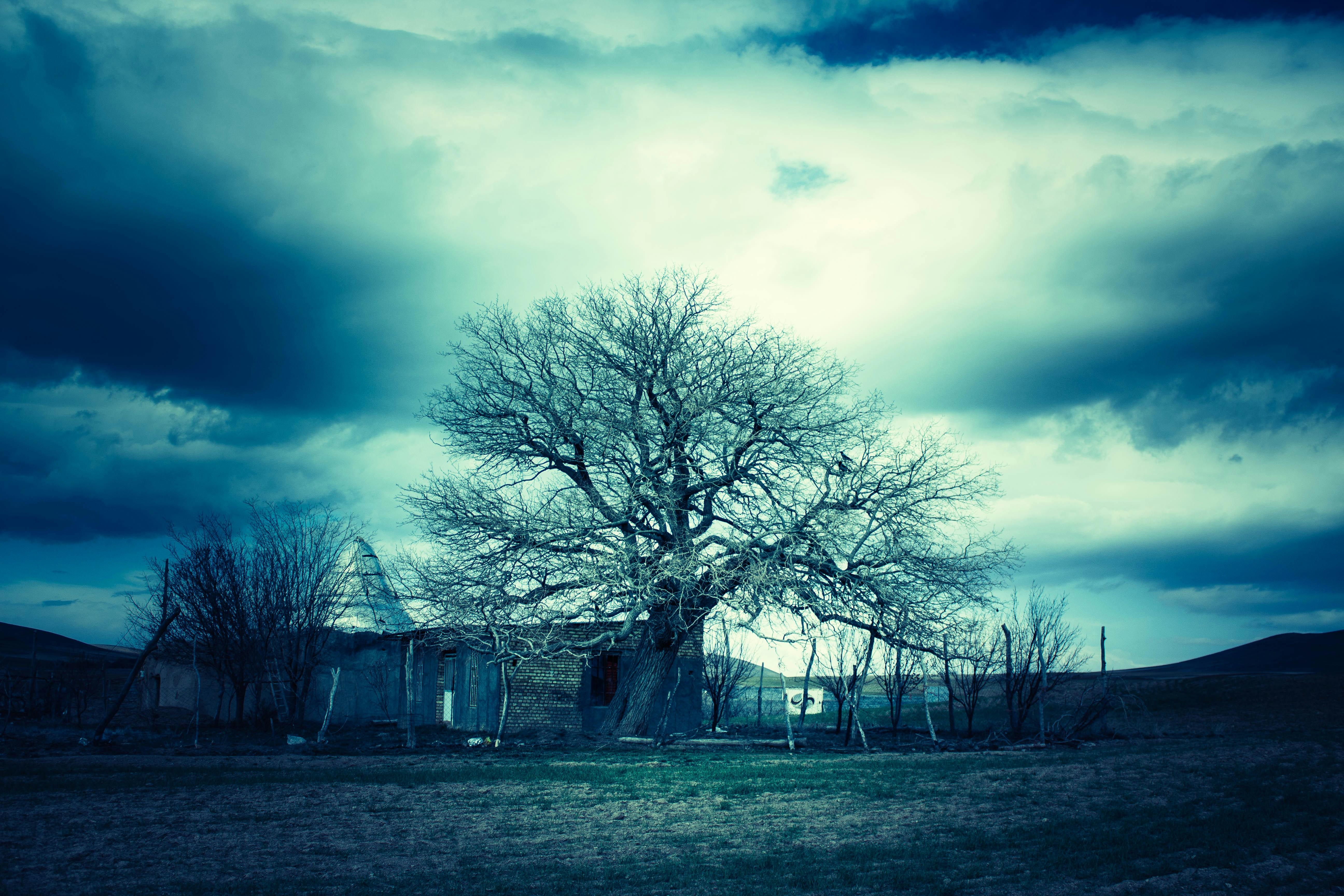 A large tree in a field under a cloudy sky photo – Free Grass Image on ...