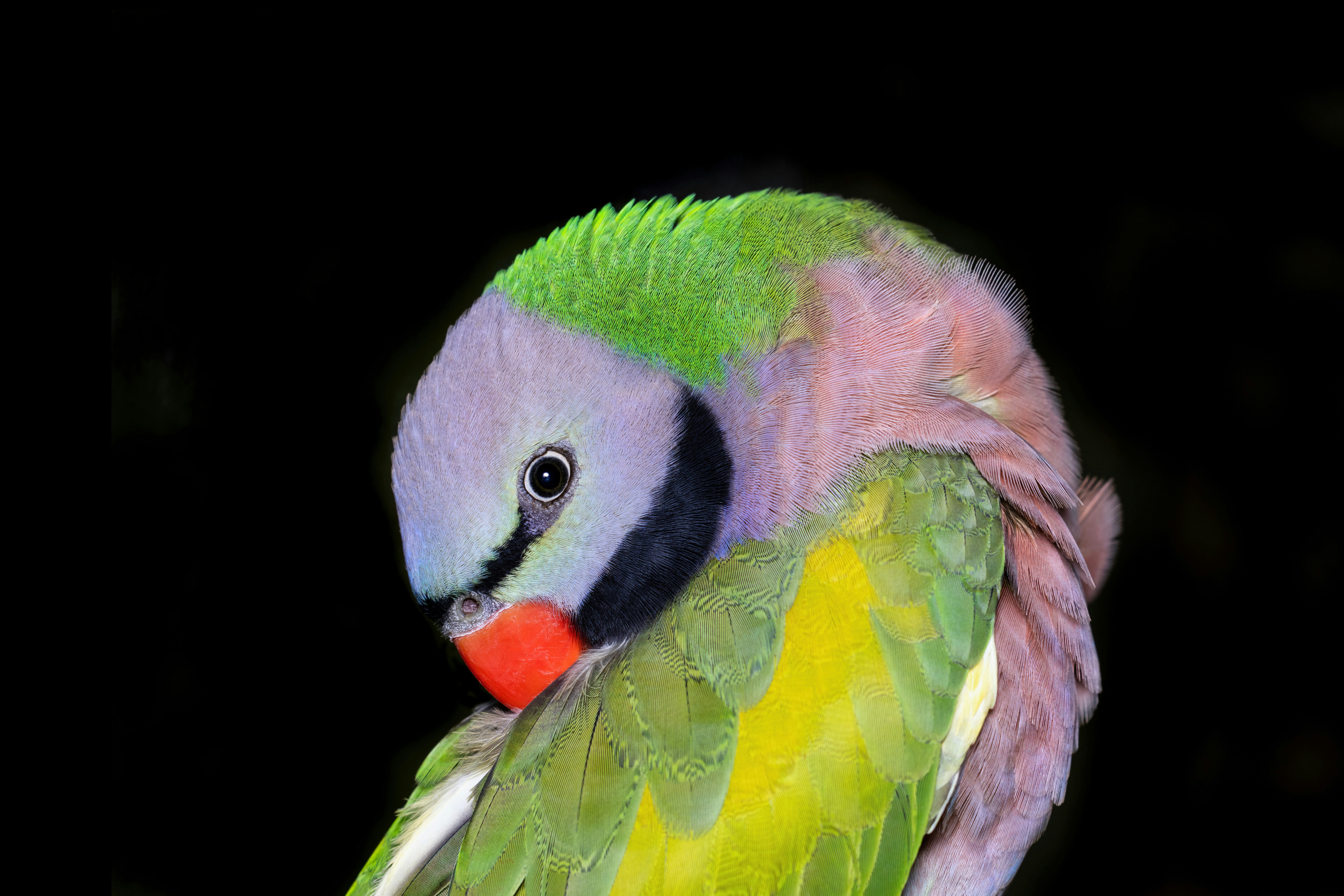 Moustache Parrot at Birdworld Kuranda in Australia.