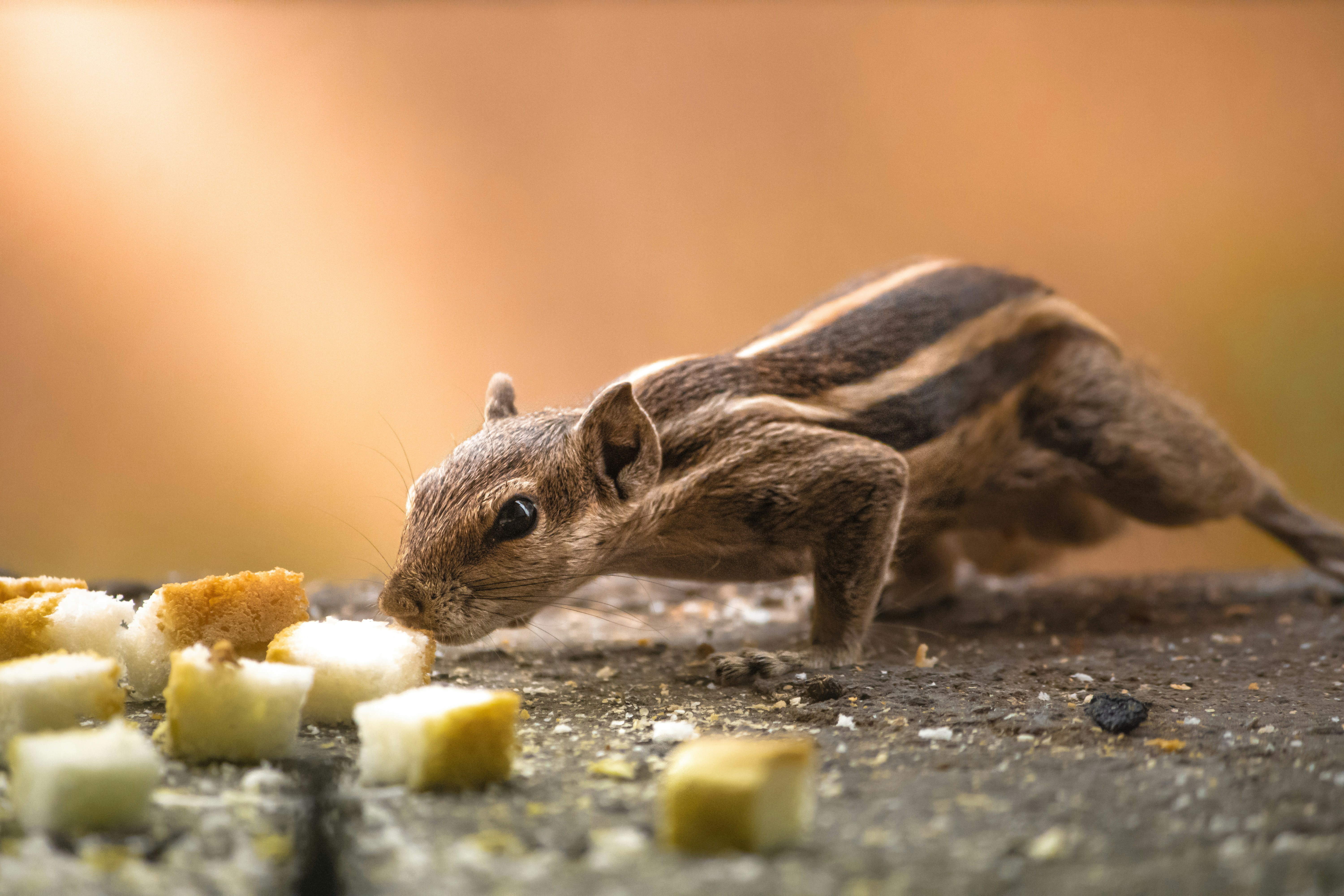 A small rodent eating a piece of food on the ground photo – Free ...