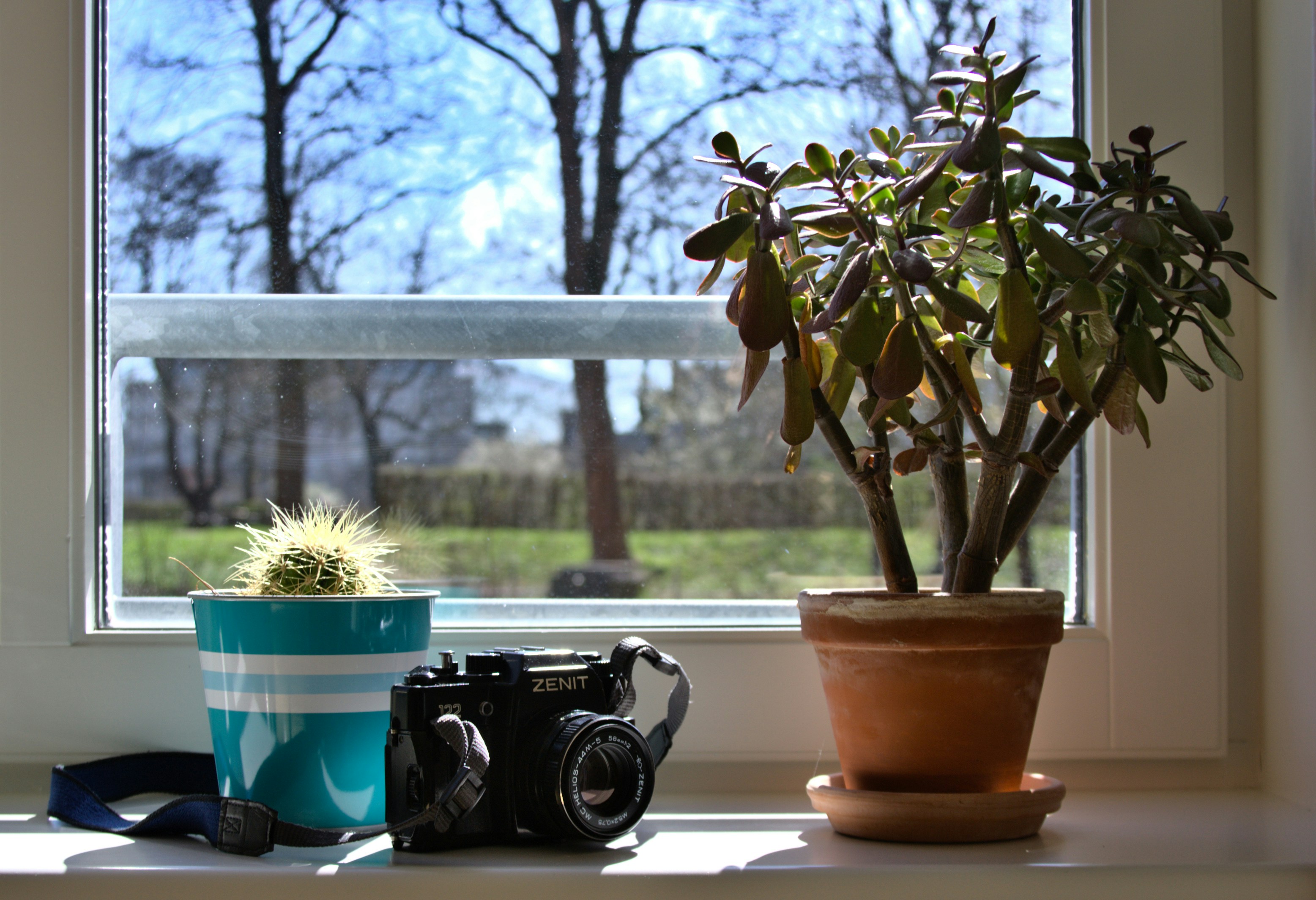 A camera and a potted plant on a window sill photo – Free Copenhagen ...