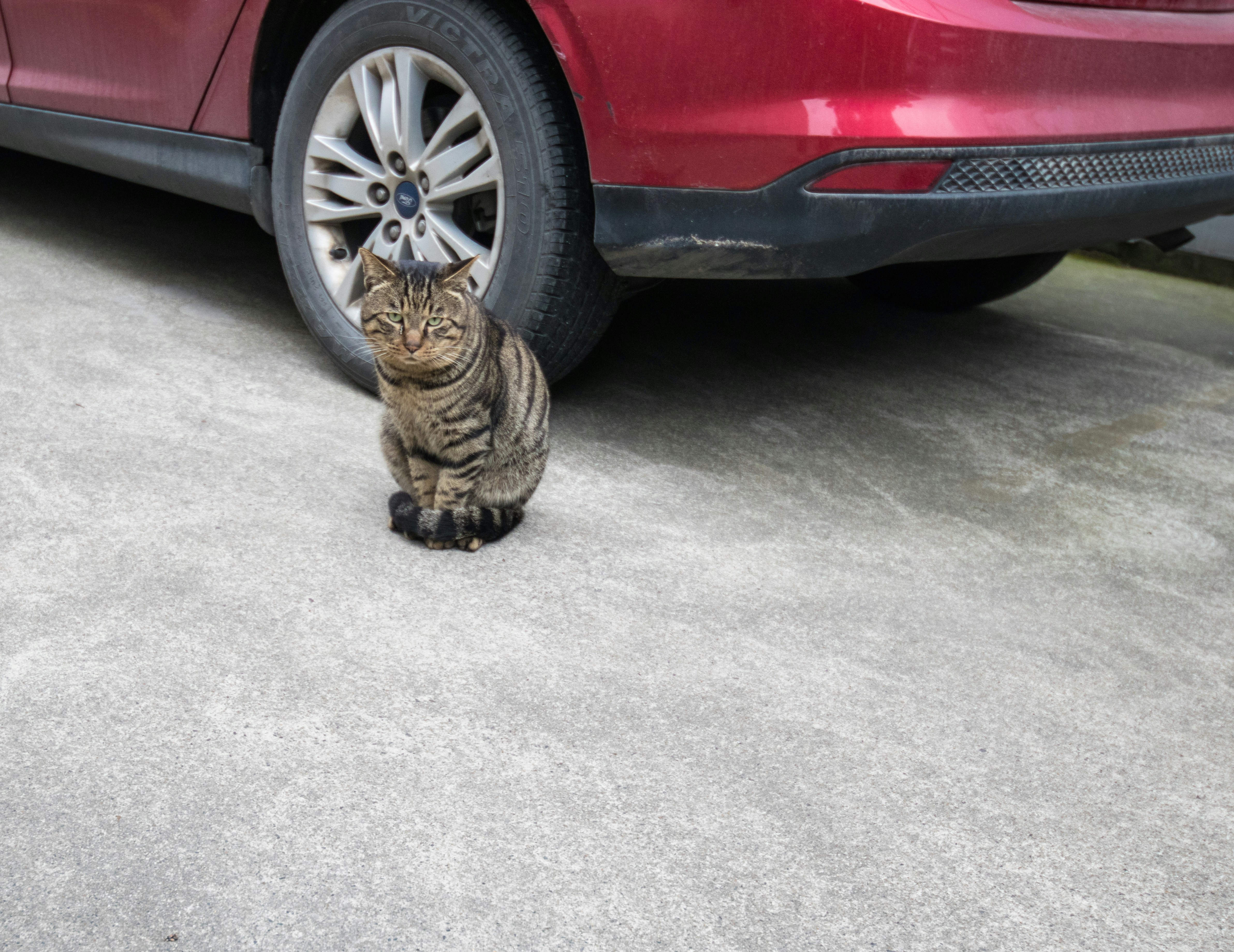 Grounded Feline Beneath a Red Vehicle