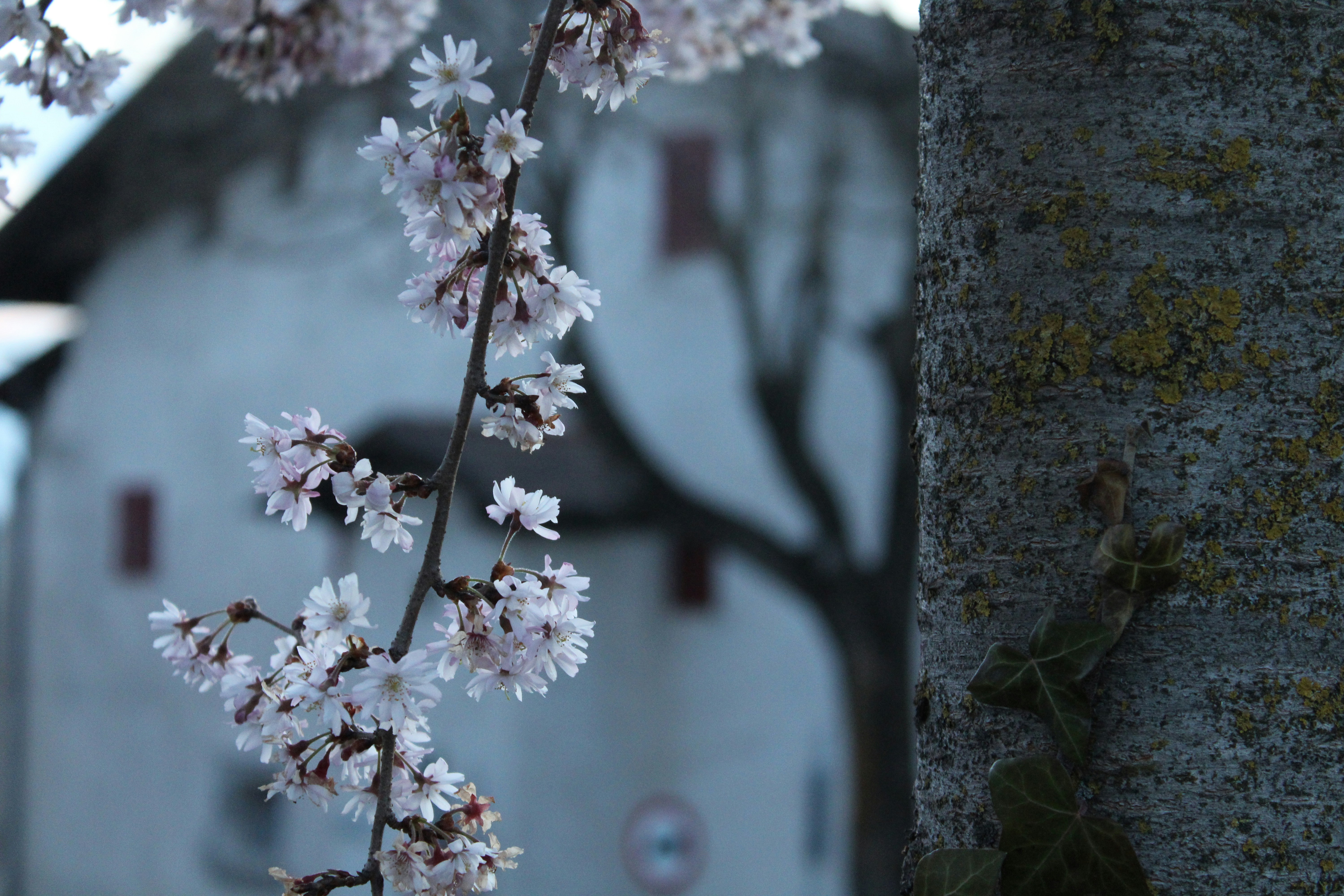 Cherry blossoms in focus with a blurred historic building in the background.