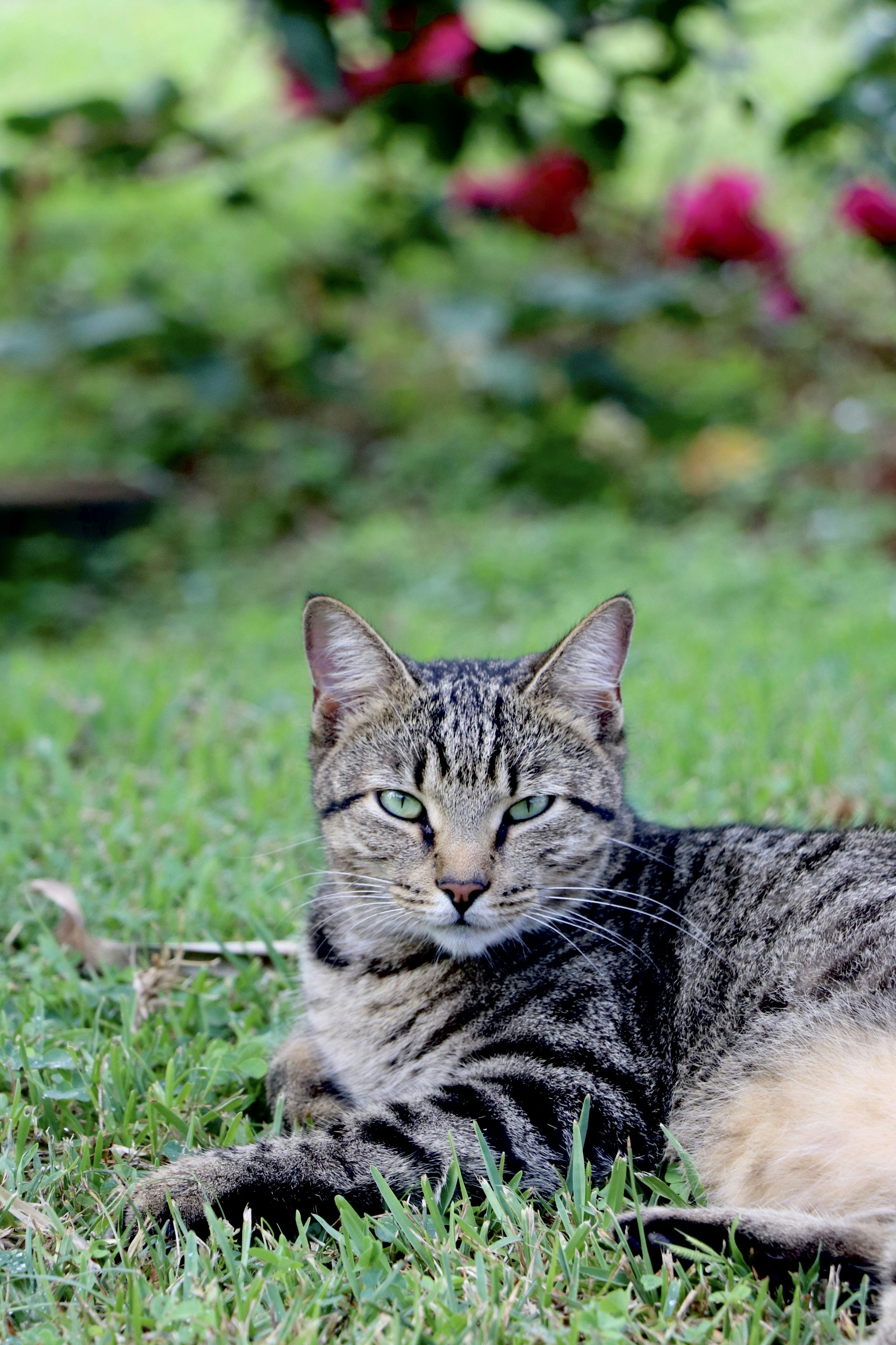 Photo by Téa Bell with Canon EOS 77D