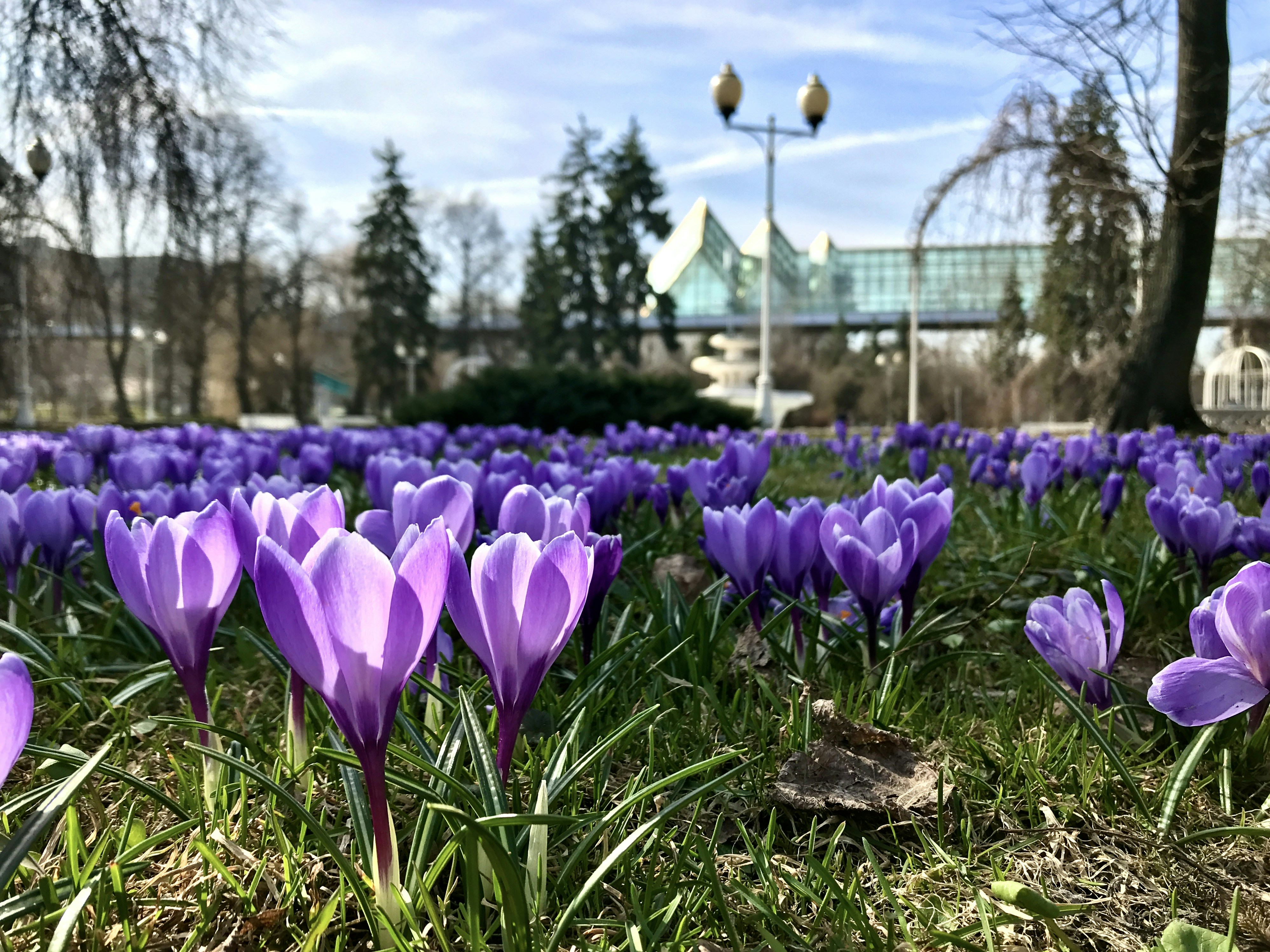 Spring charms