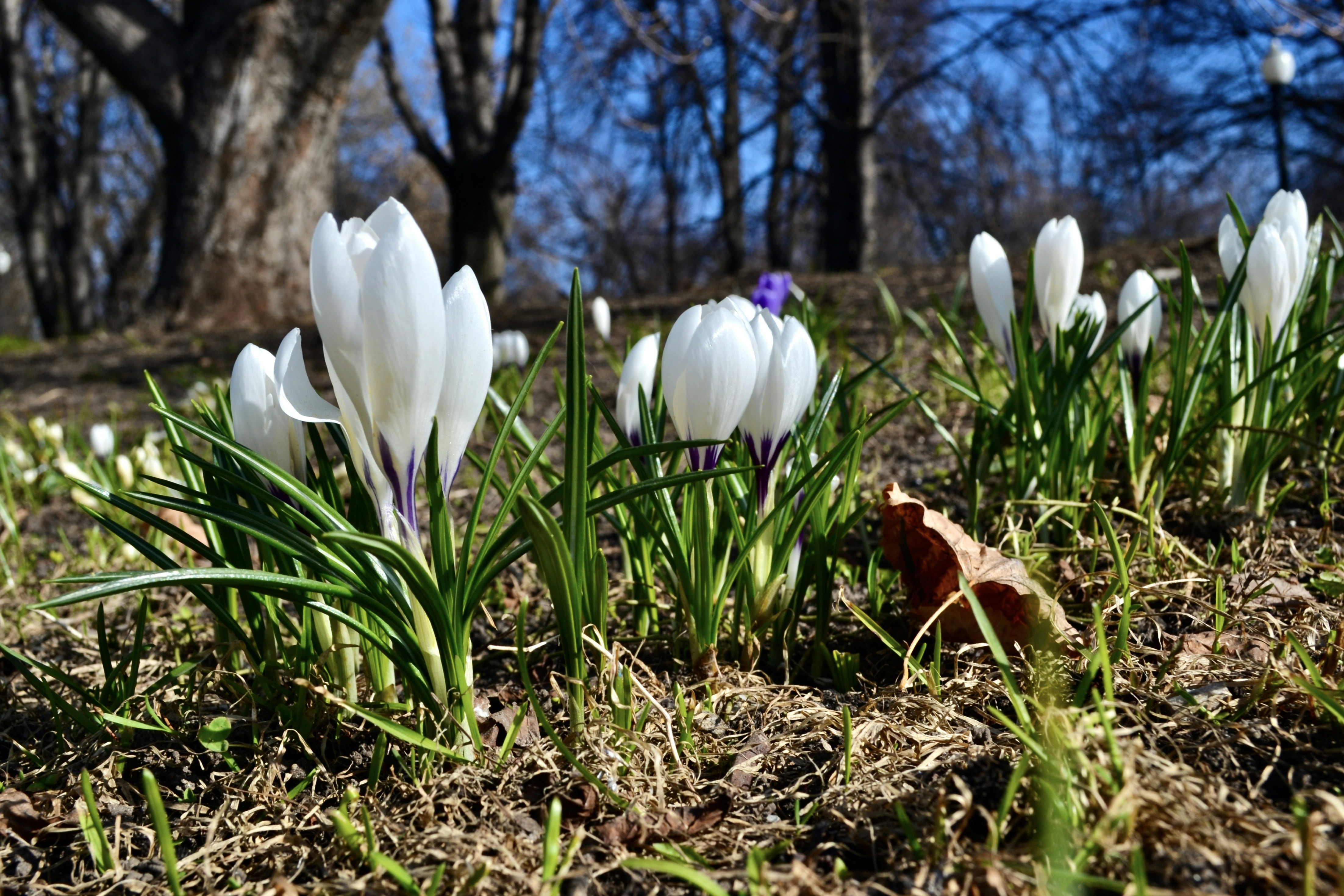 Spring charms