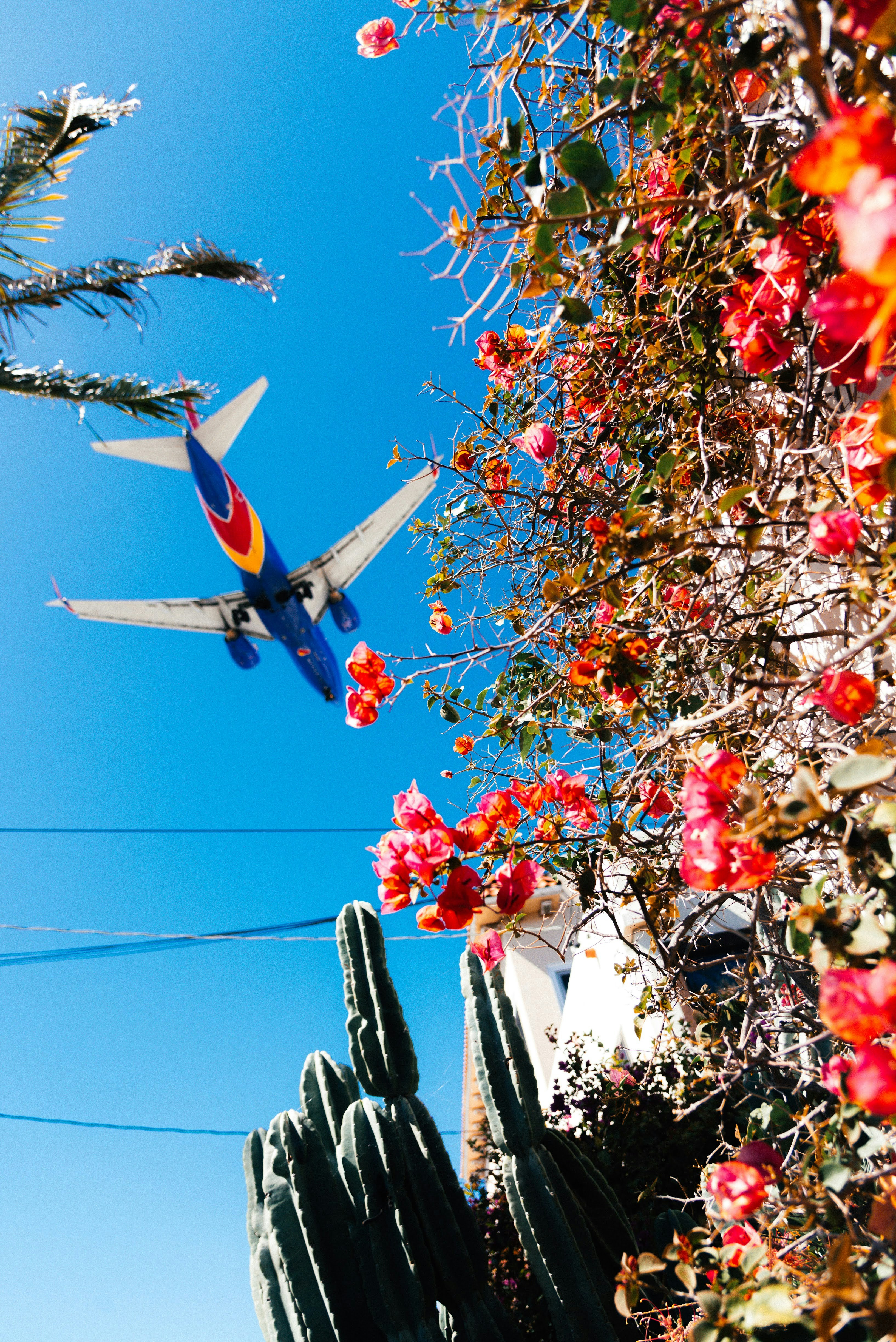 Jet Across a Sky of Blue, Framed by Bougainvillea and Cacti