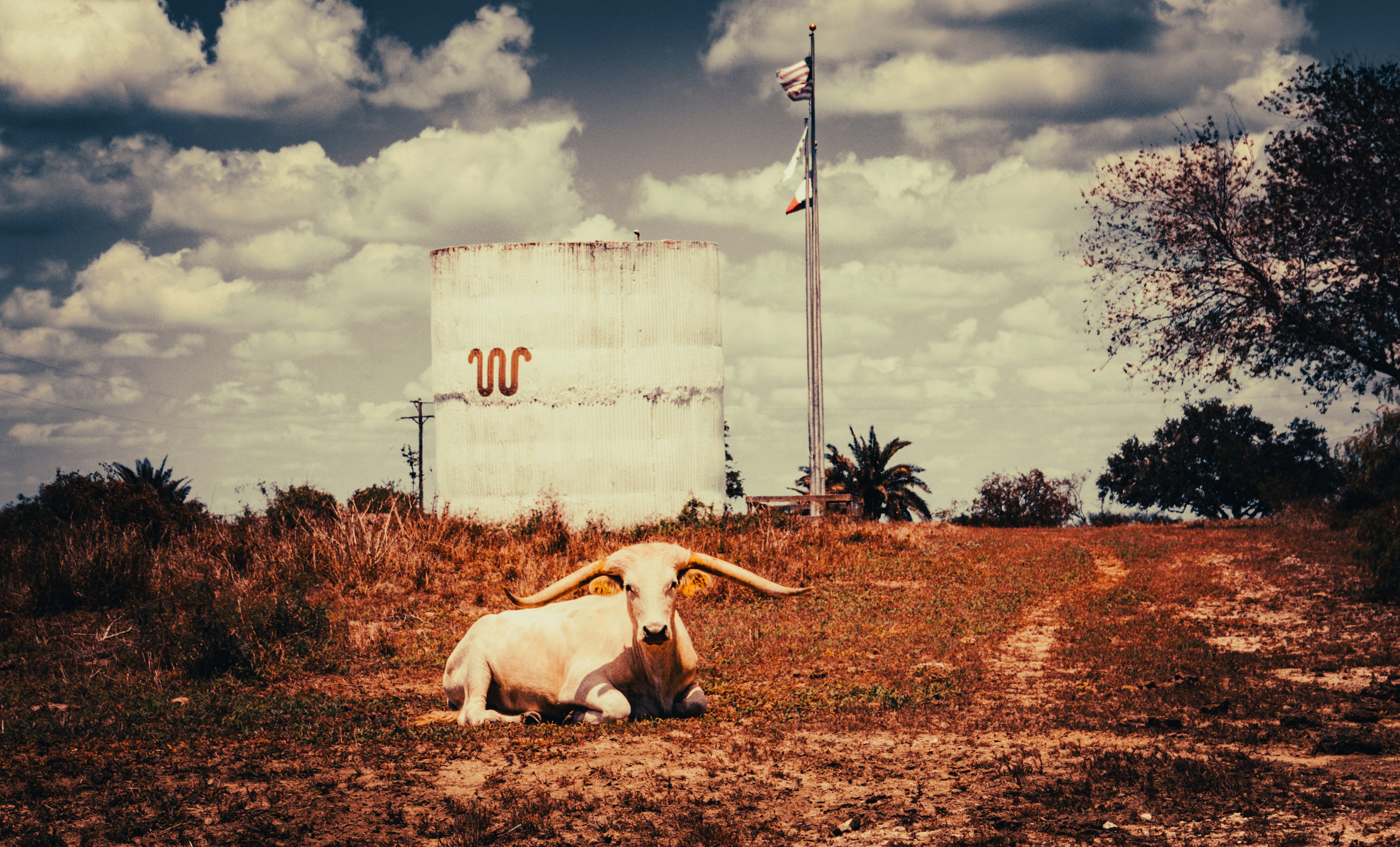 A goat laying on the ground in front of a building photo – Free Animal ...