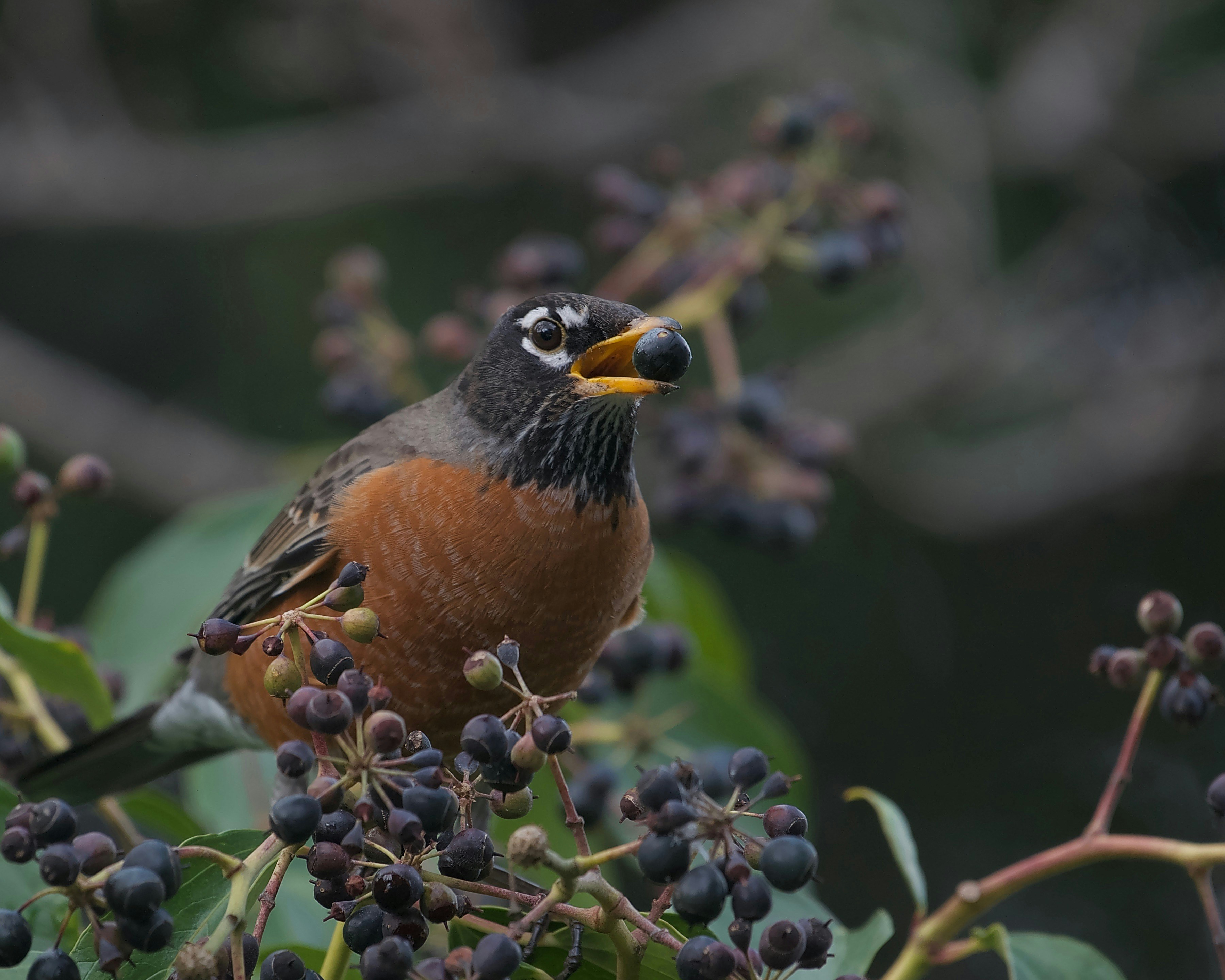 American Robin feeding on ivy berries