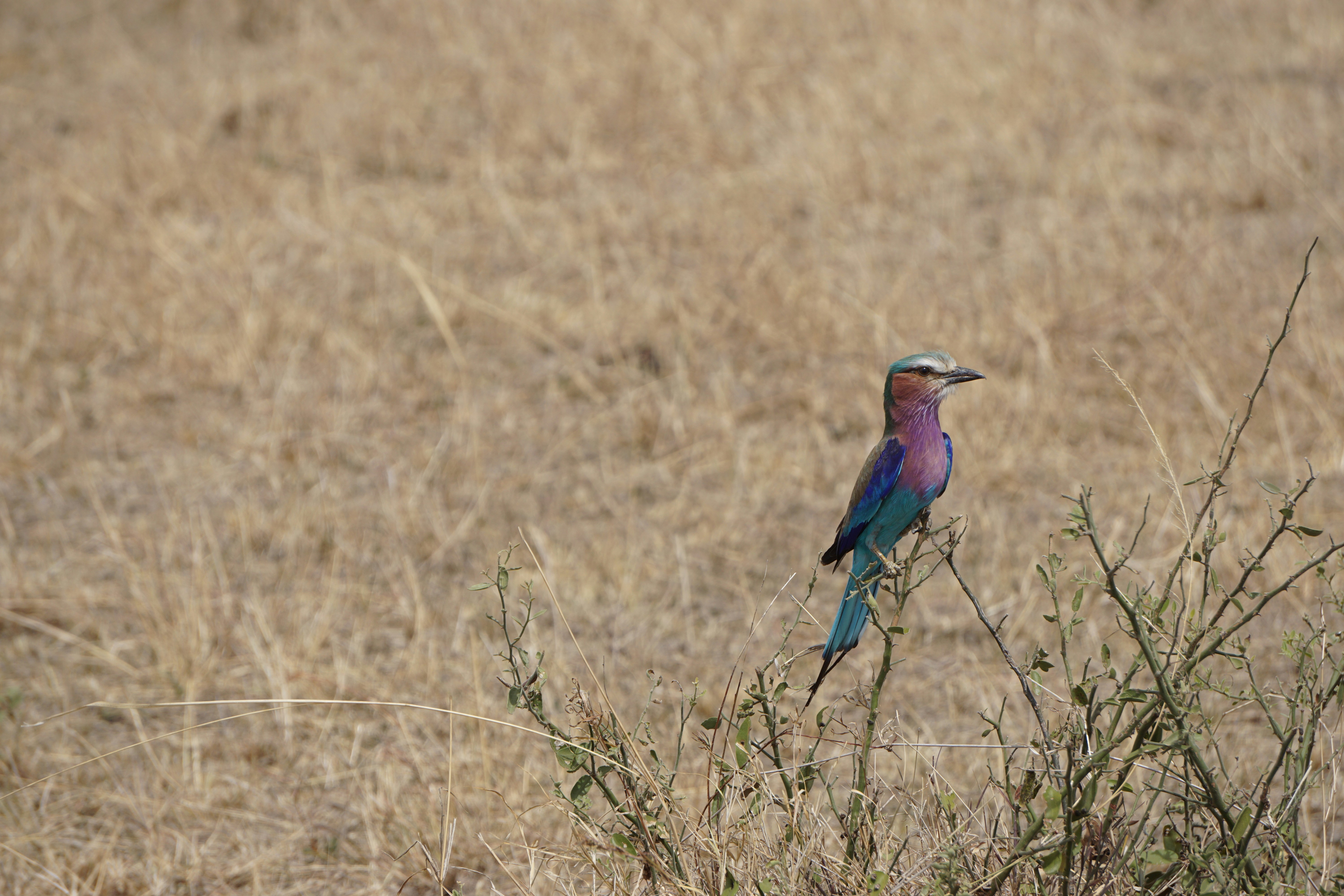 Lilac-breasted Roller on sunbaked scrub at the savannah edge