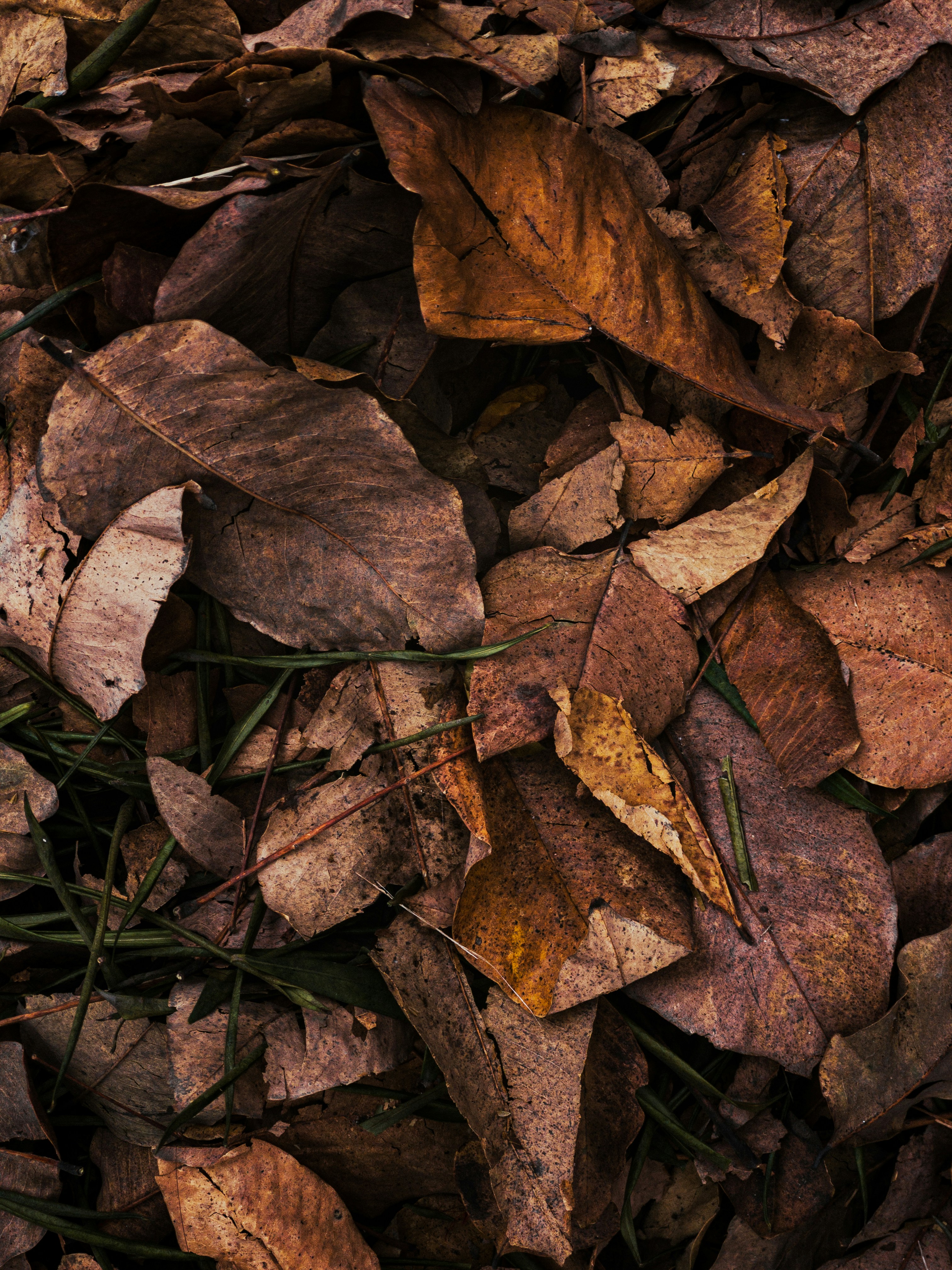 A Dream Of Spring | 50 best free plant, leaf, flower and blossom photos ...