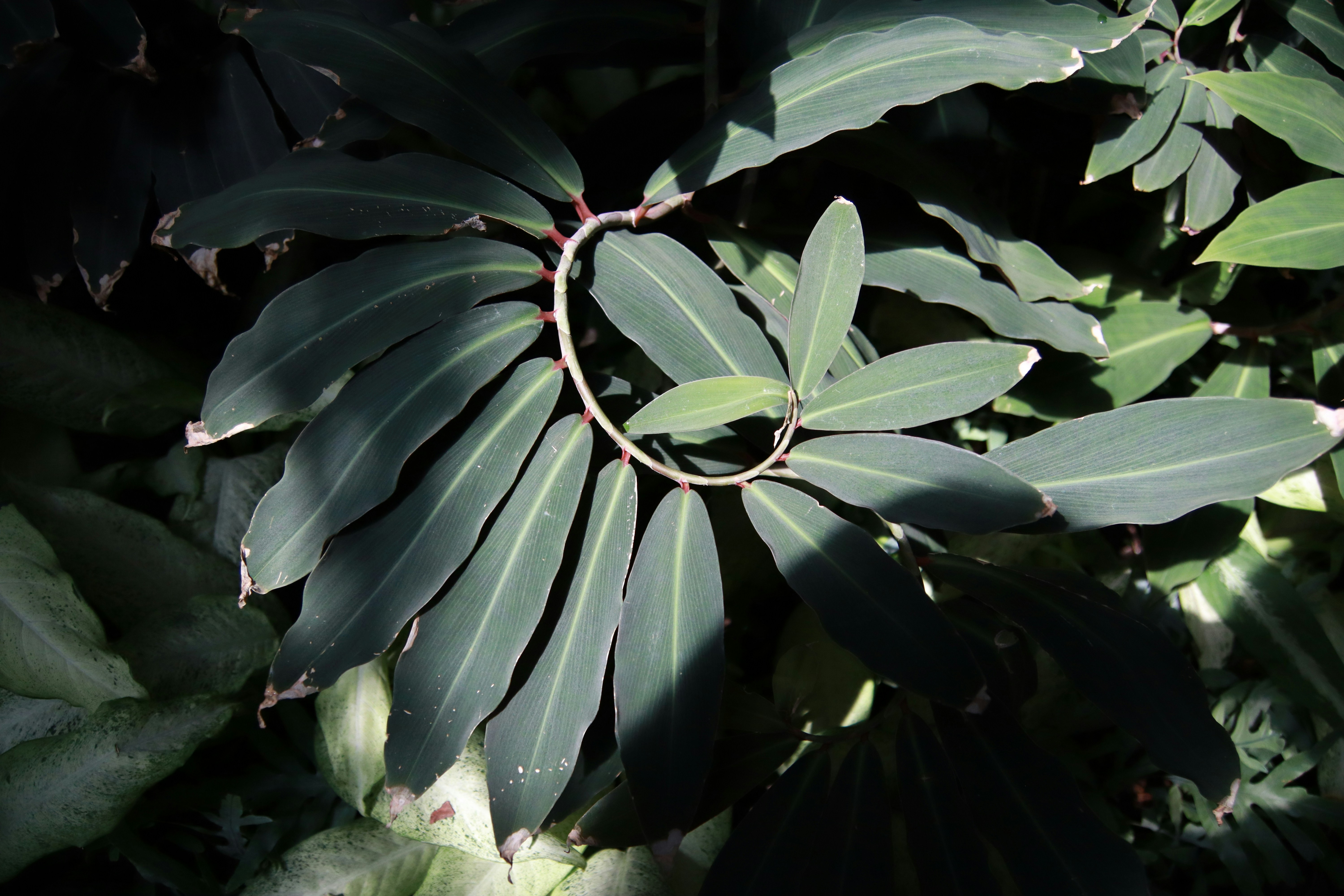 Rosette Ring: Circular Frame of Green Leaves in Dappled Shade