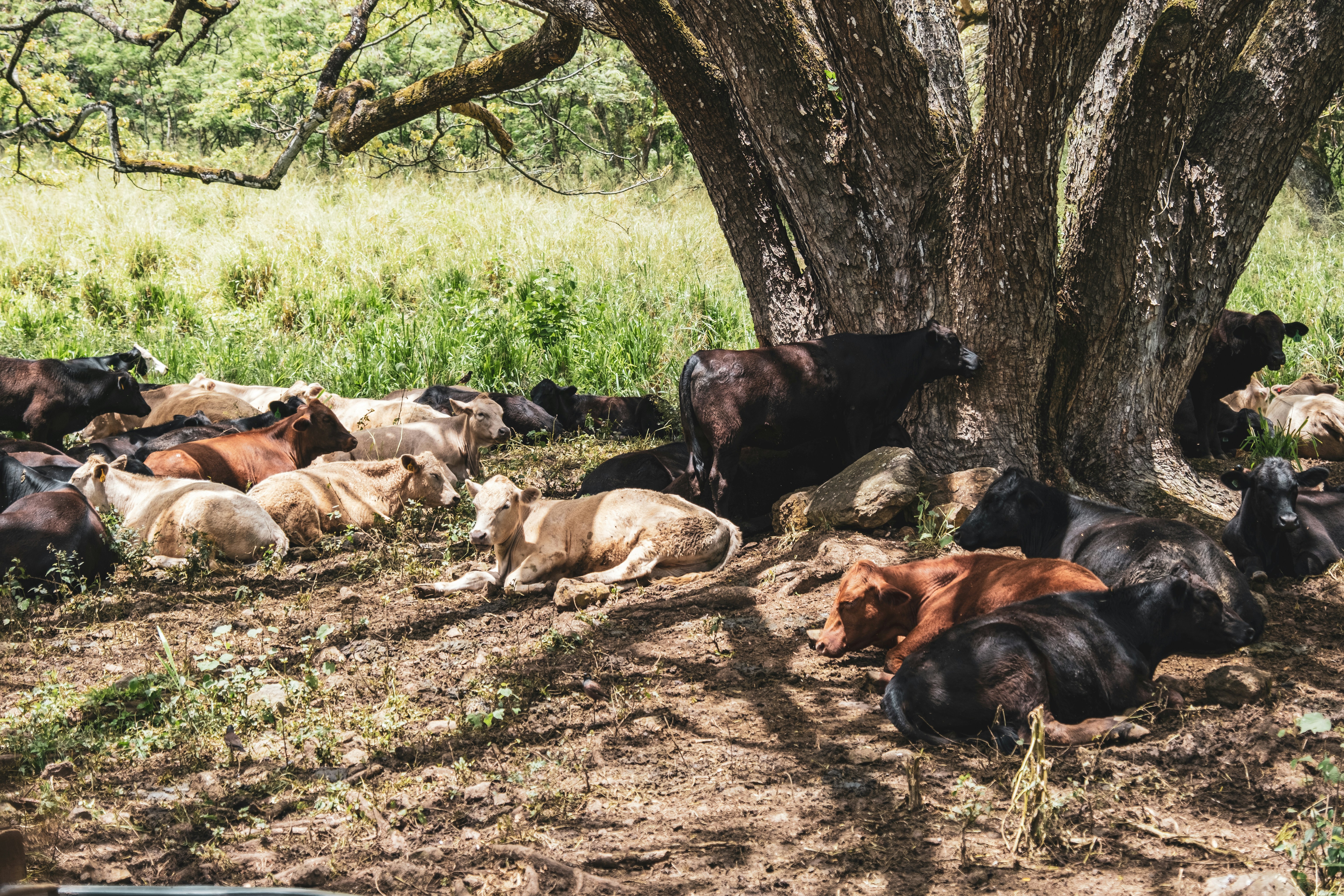 A herd of cattle laying under a tree in a field photo – Free Kualoa ...