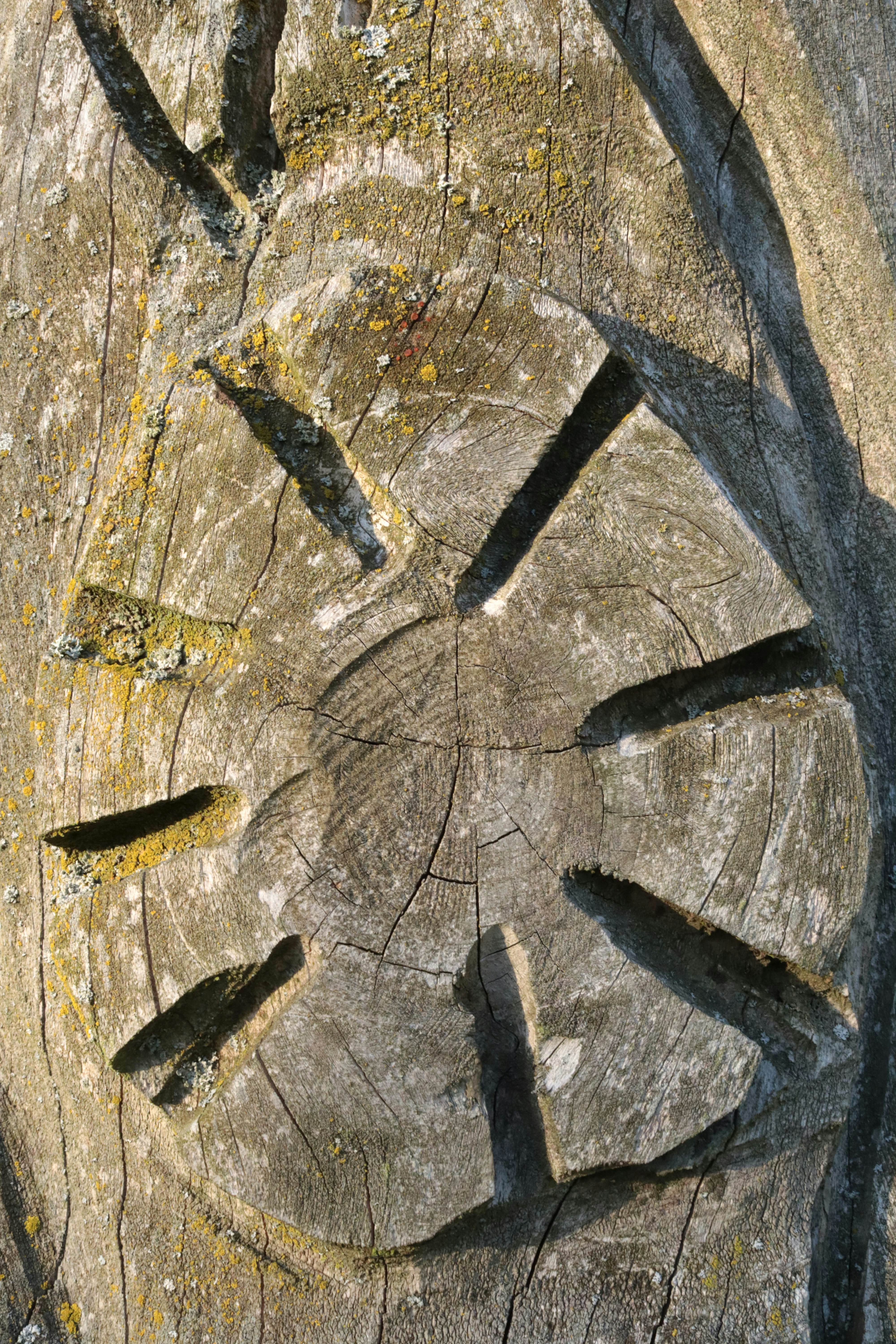 A close up of a tree stump with a clock on it photo – Free Plant Image ...