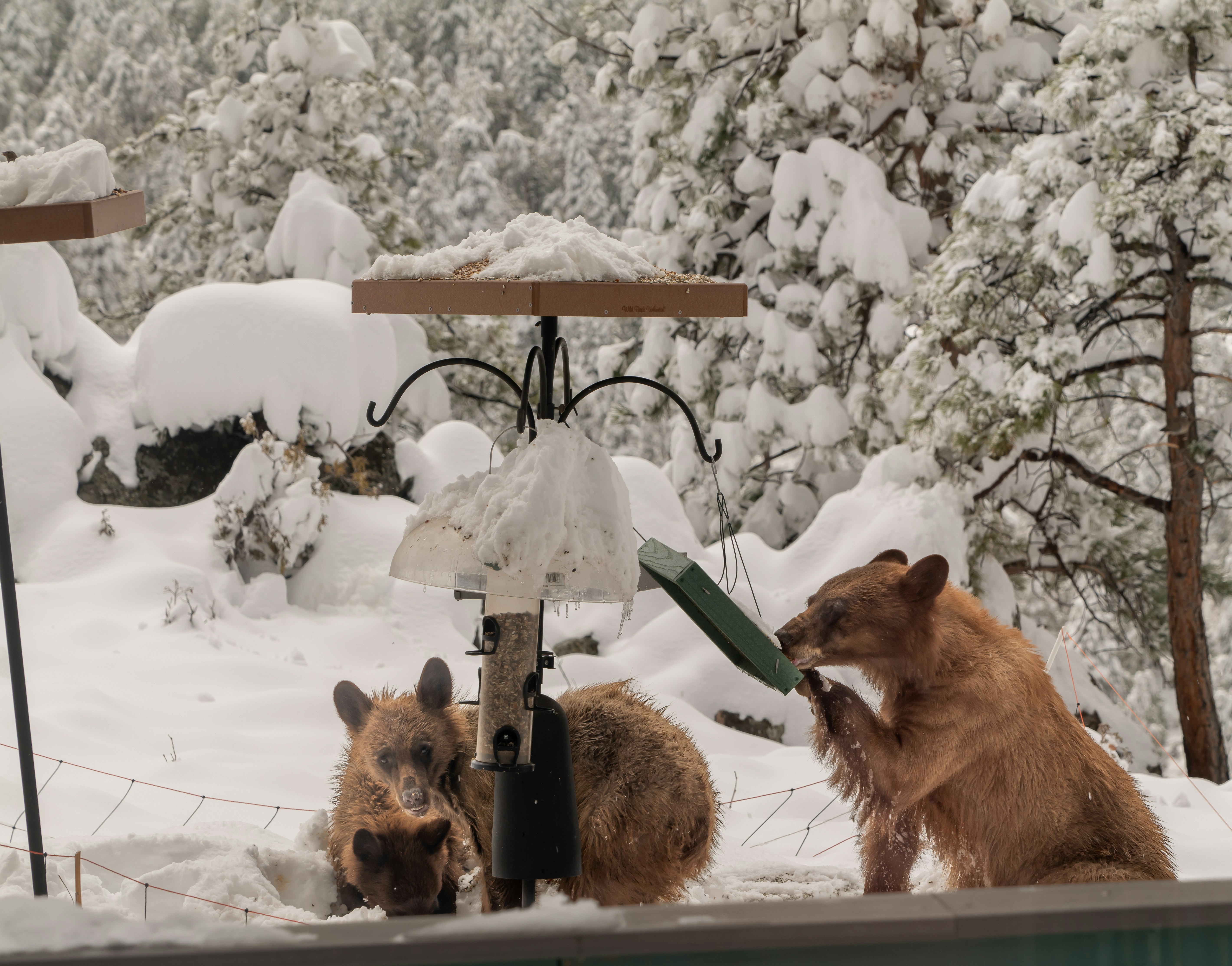 Snow blankets a pine forest as a mother bear and cub inspect a bird feeder, their fur dusted with powdery snow.