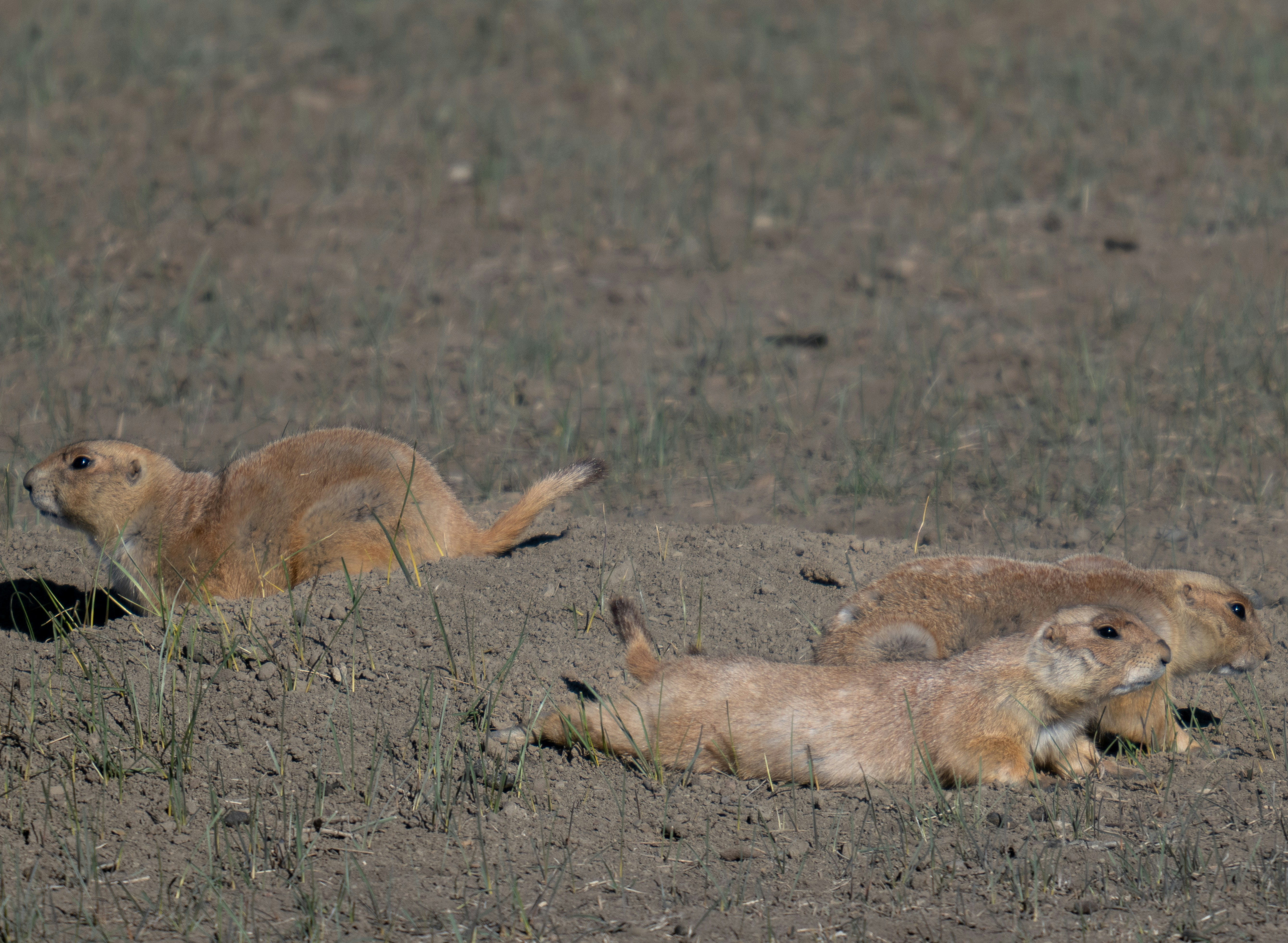 A couple of animals that are laying in the dirt photo – Free Prairie ...