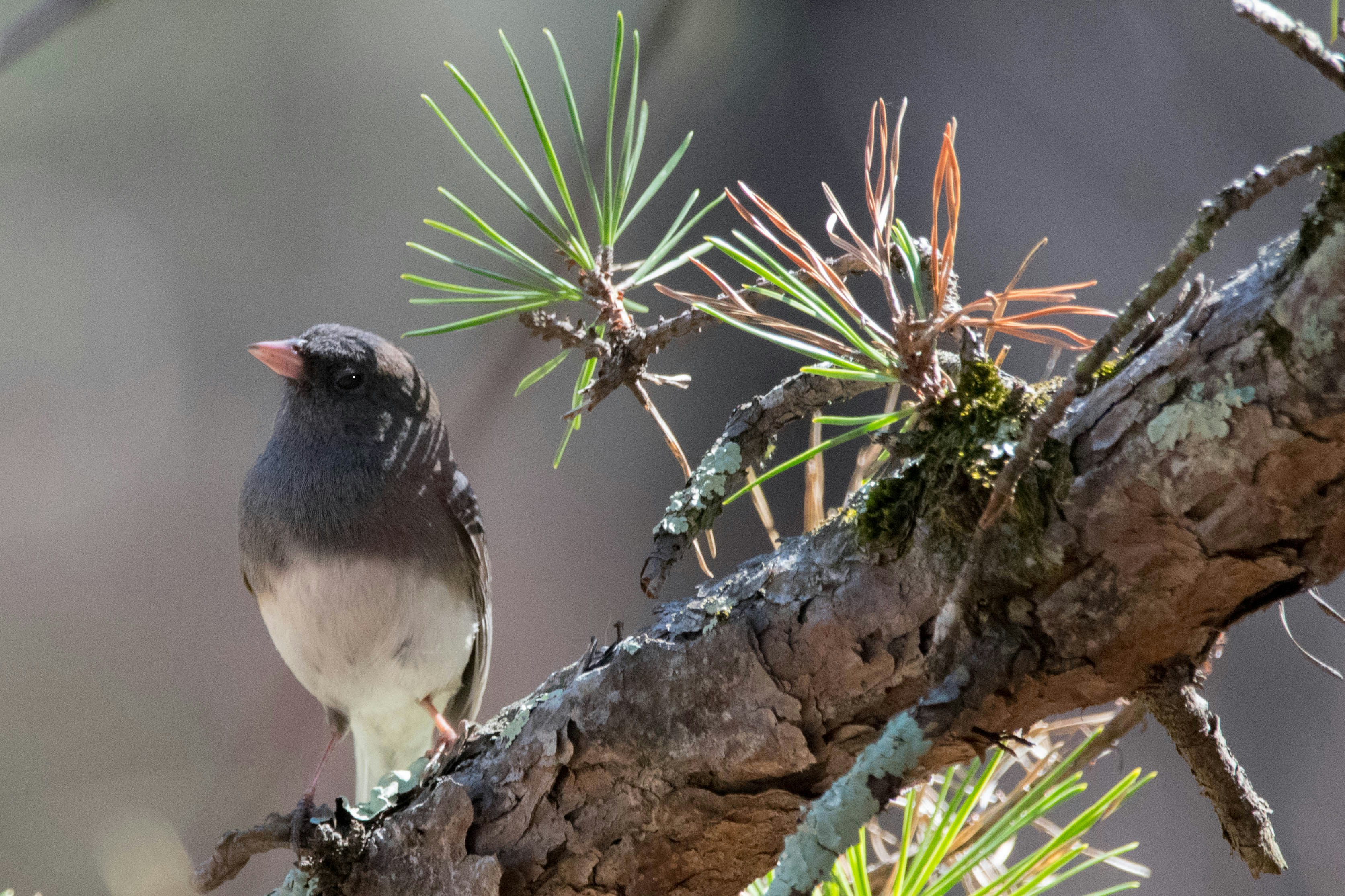Small bird perched on a pine tree branch with sparse needles.