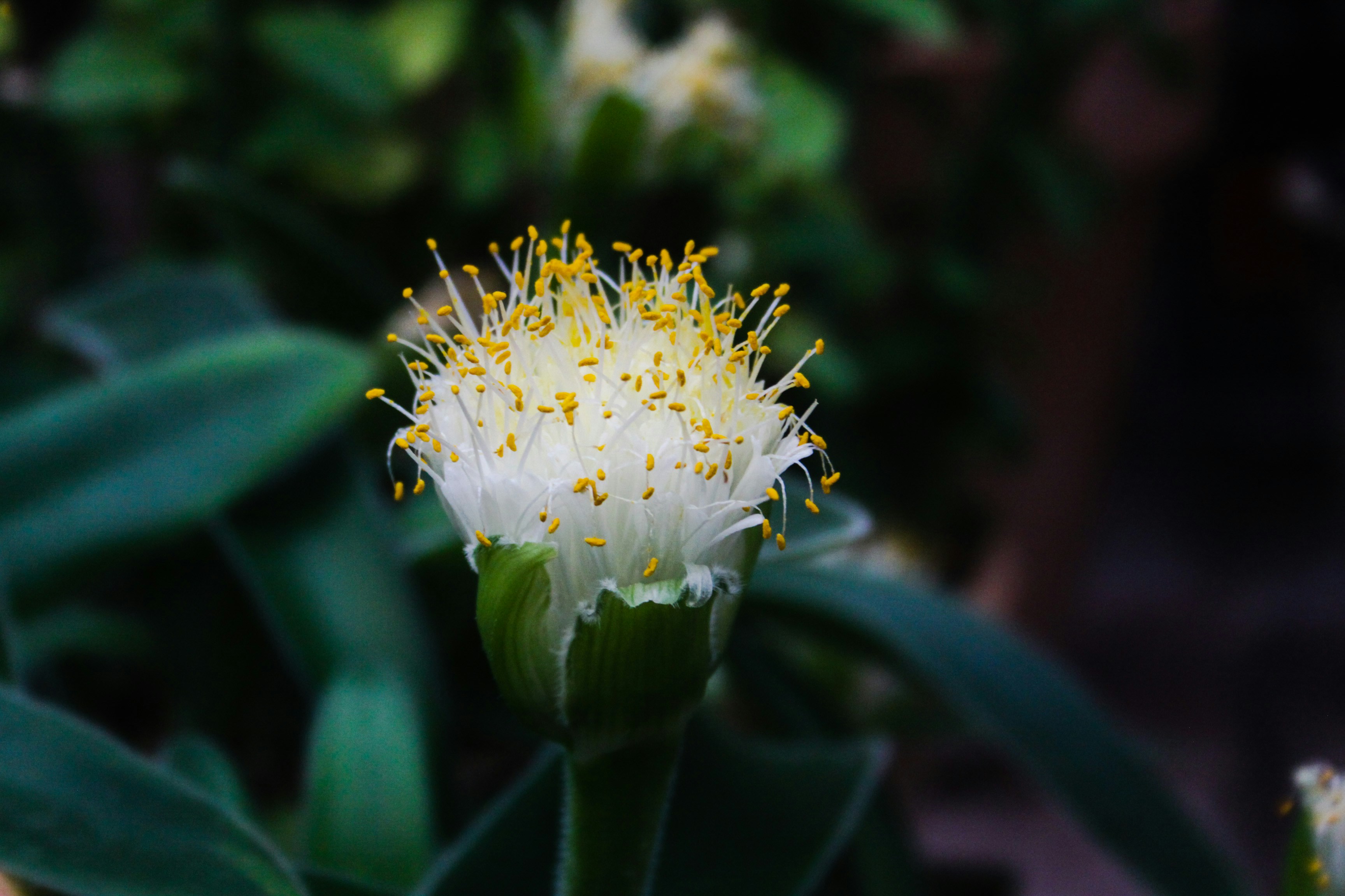 Whispers of Nature: The Delicate Blossom