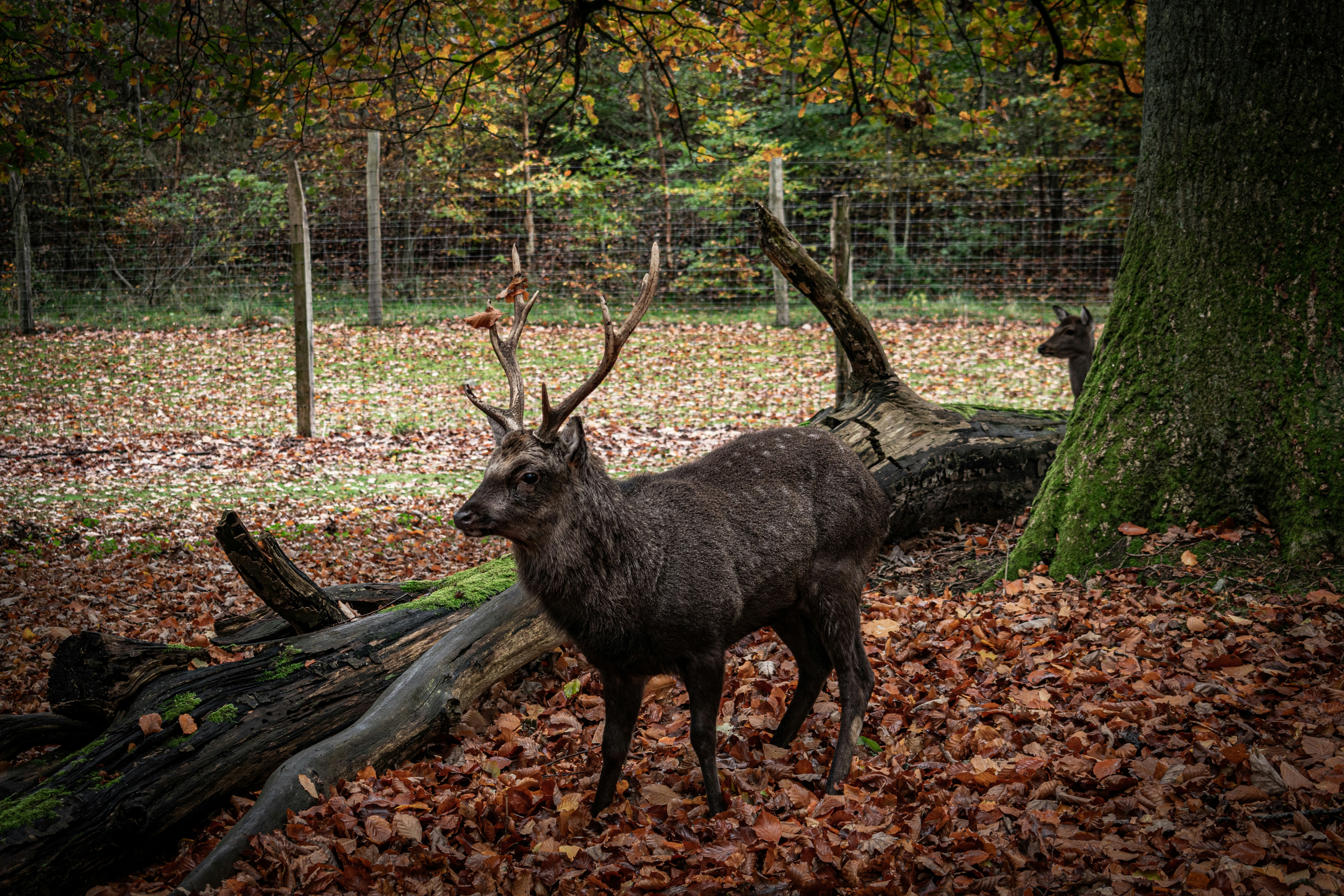 Autumn Stag Amid Leaf-Littered Logs