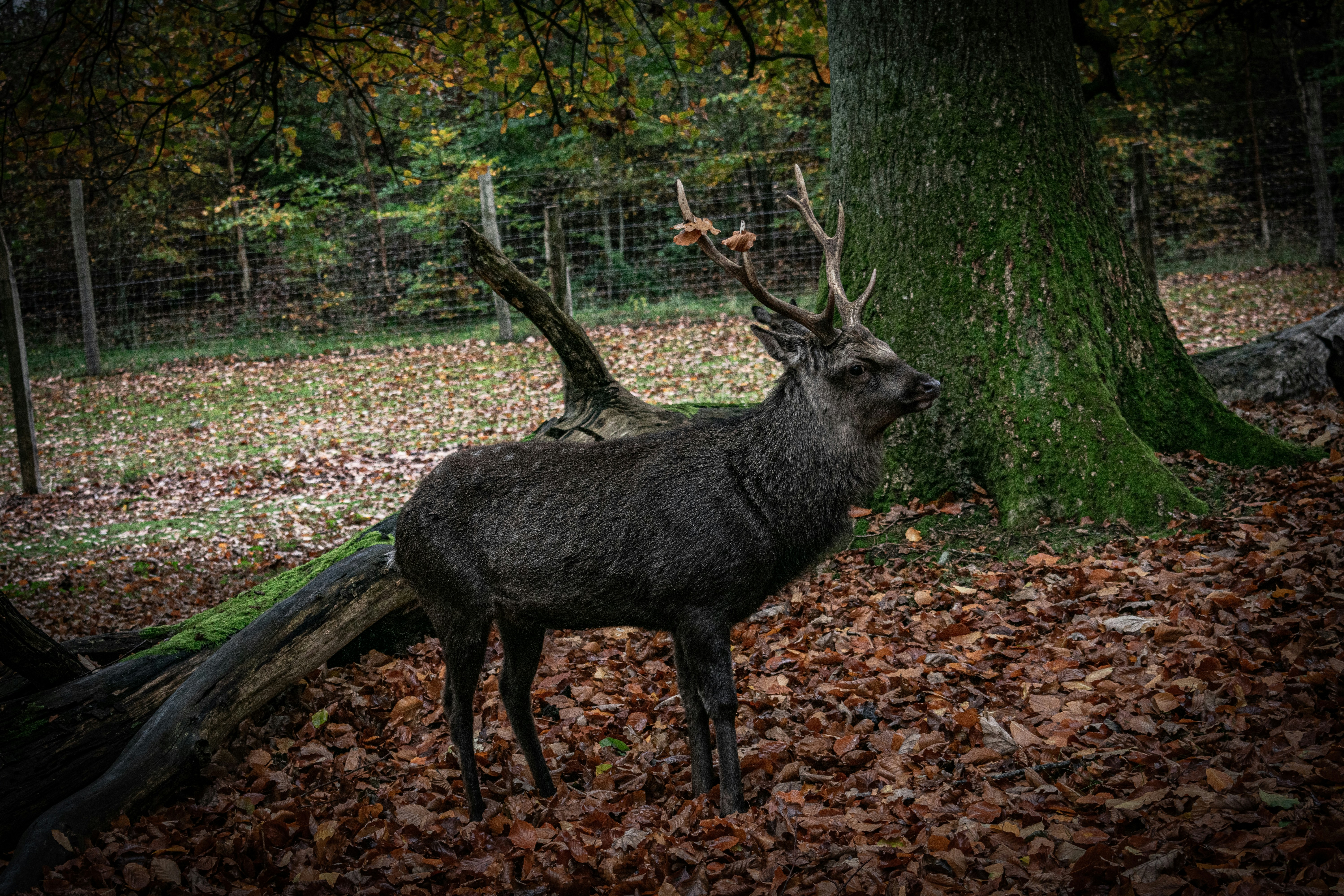 Deer standing among fallen leaves near a large tree in a forest during autumn.