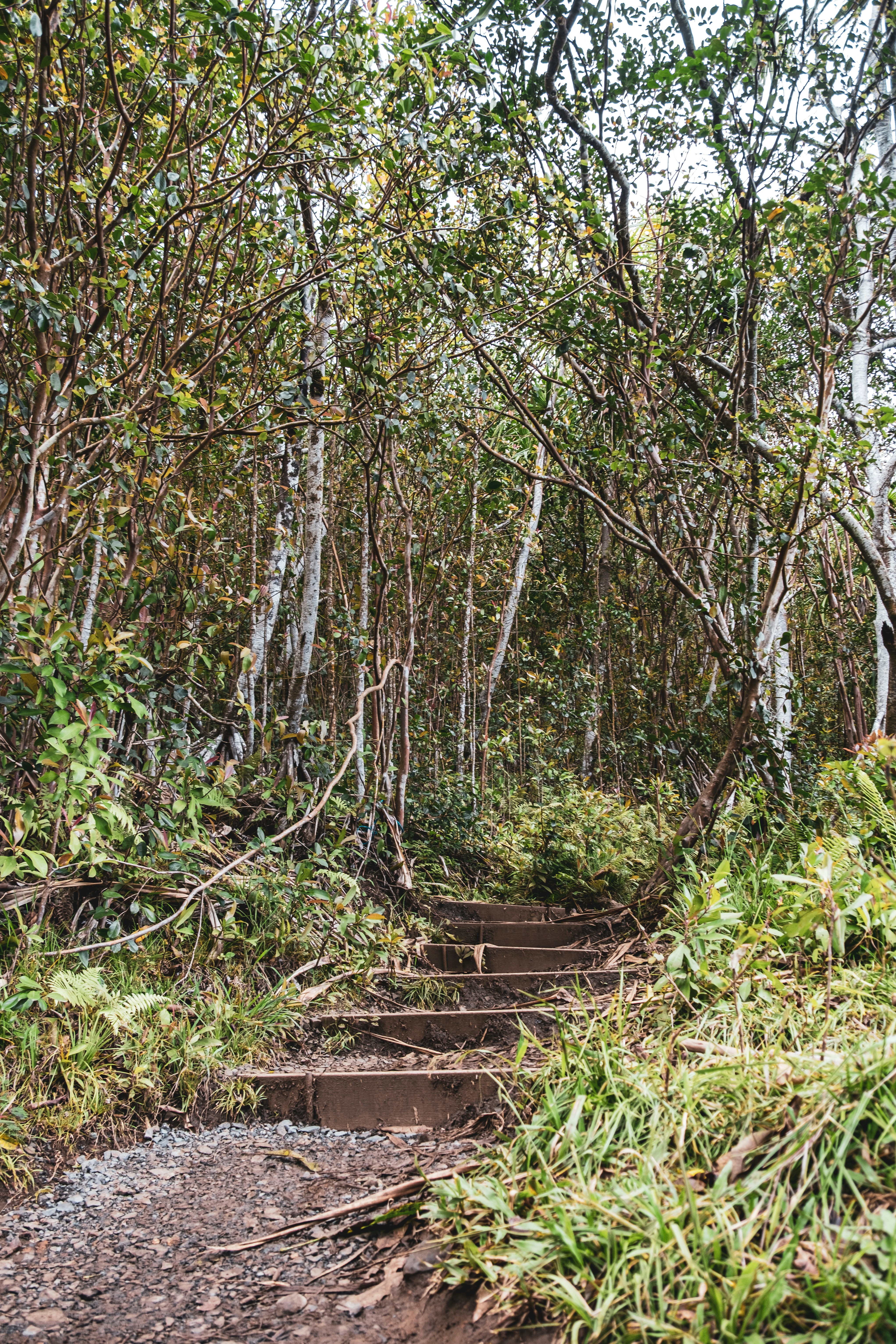 a set of steps in the middle of a forest