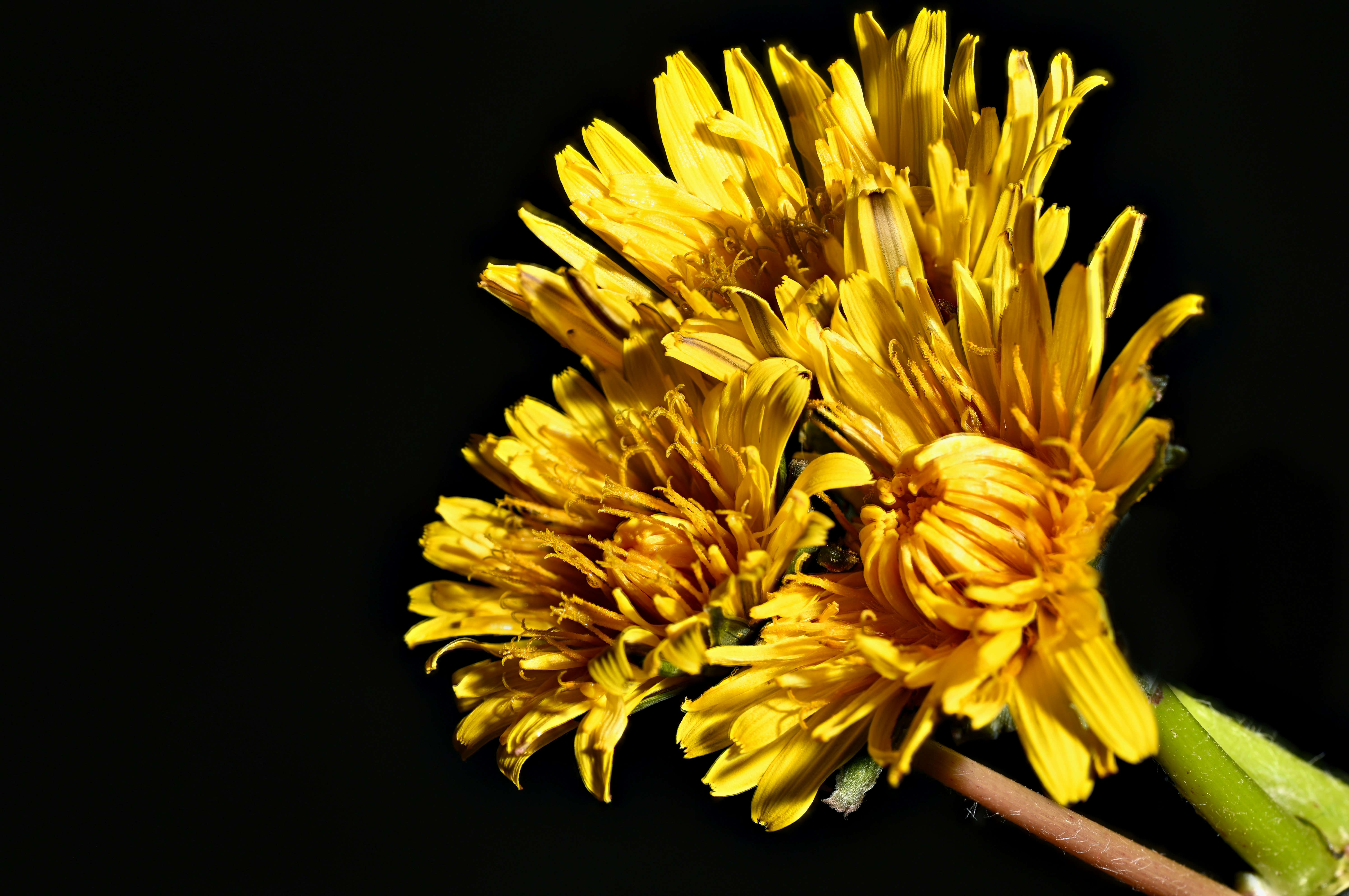 dandelion flower bouquet