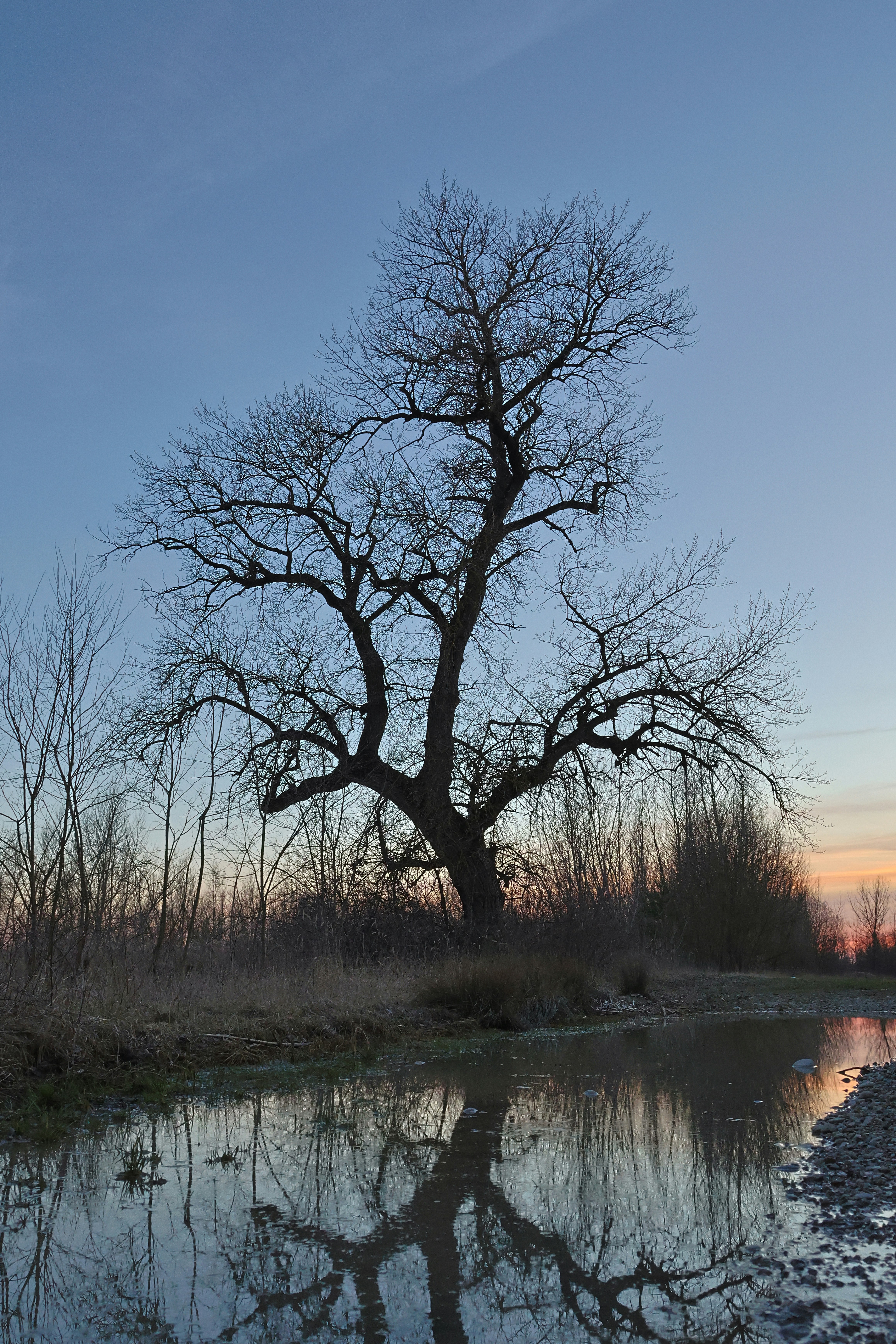 Tree with interesting trunk mirrors on the puddle surface.