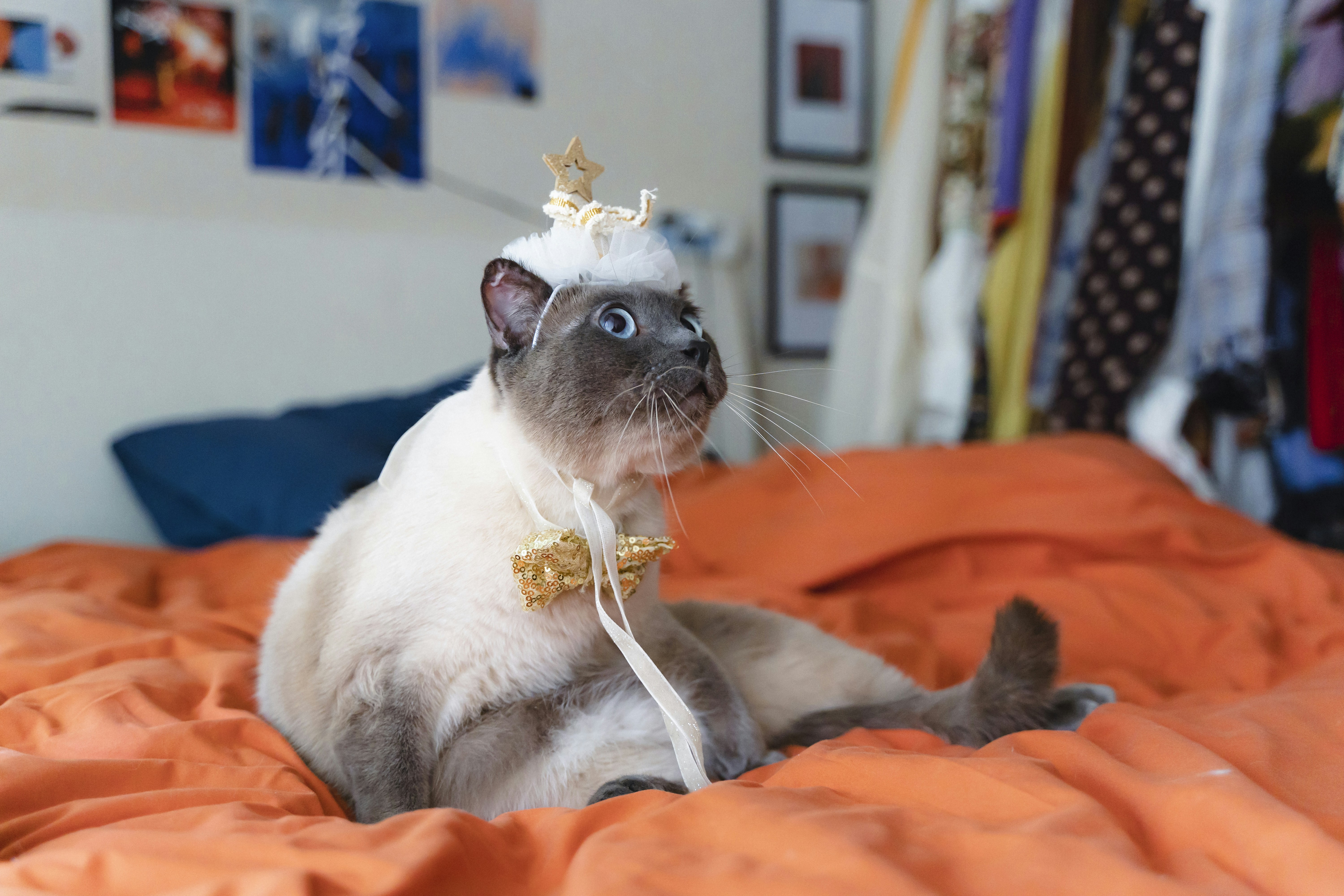 Crown of Curiosity: A Siamese on an Orange Bed