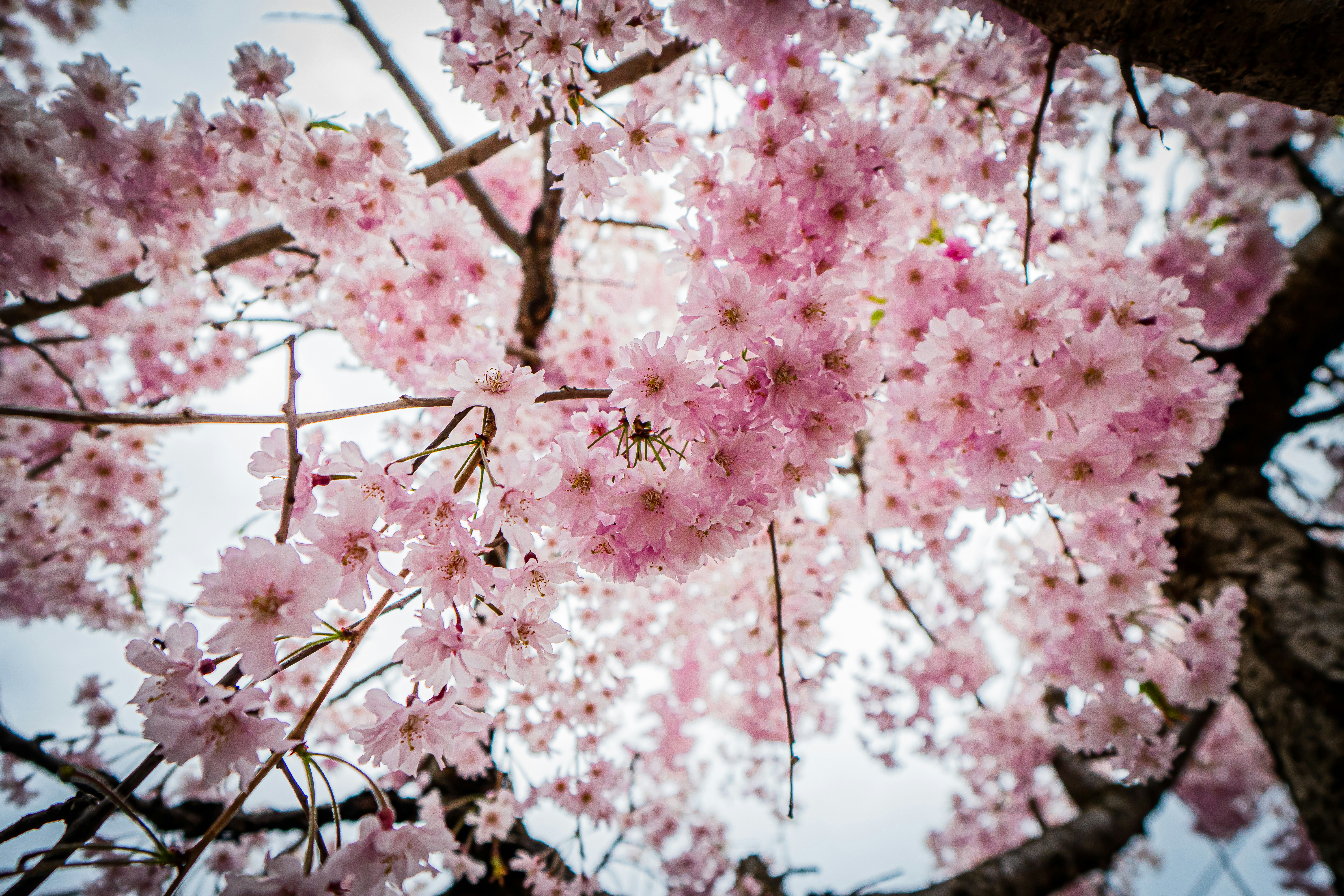 pink flowers are blooming on the branches of a tree